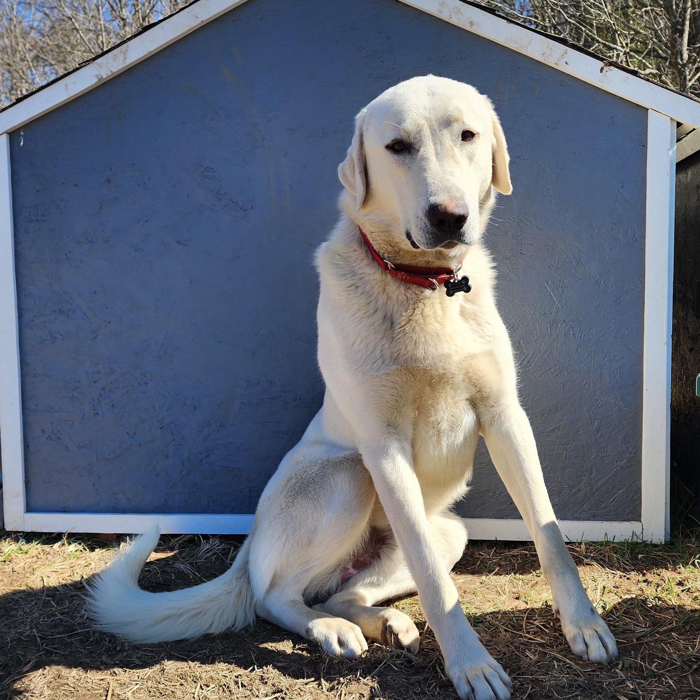 Dog for adoption - Buddy Bronco - DNA test results included in his bio ...