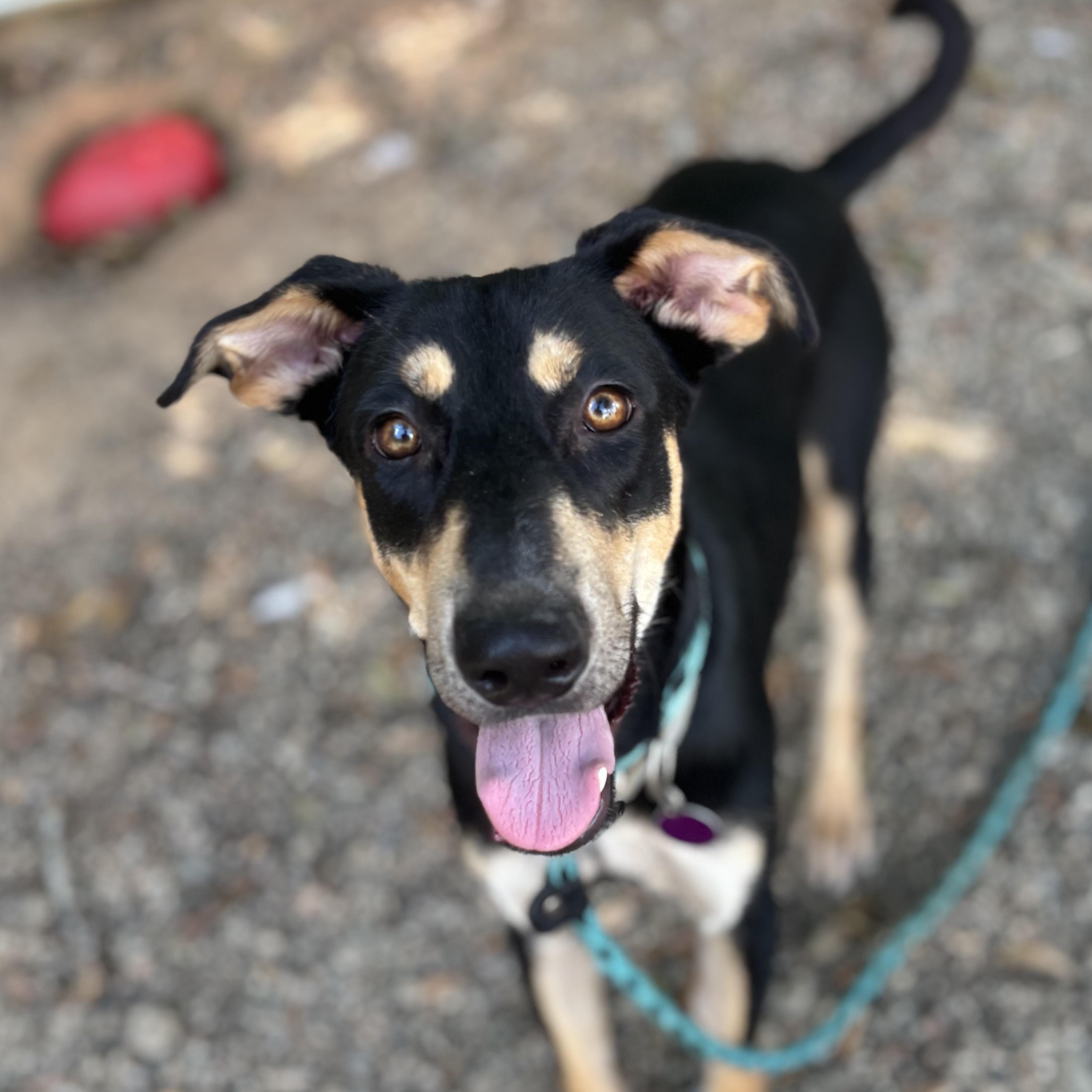 Dog for adoption - Junebug, a Labrador Retriever & Shepherd Mix in New ...