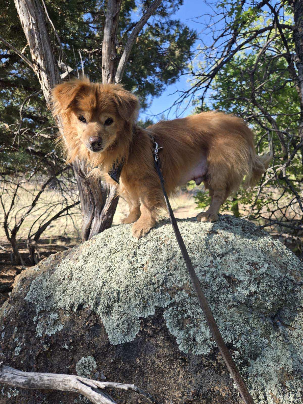 Dog for adoption - Pooh Bear, a Papillon & Pomeranian Mix in Flagstaff ...