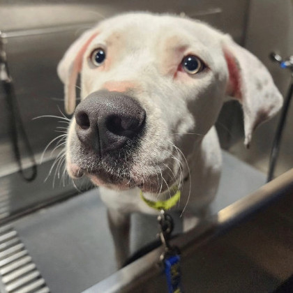 Dog for adoption - Loki , a Mixed Breed in Sequim, WA | Petfinder