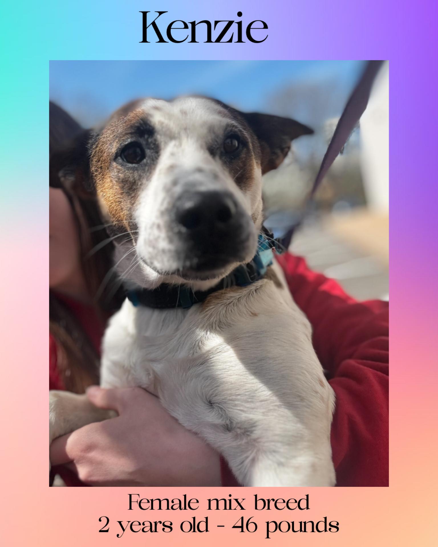 Dog for adoption - Kenzie, a Cattle Dog Mix in Manchester, CT | Petfinder