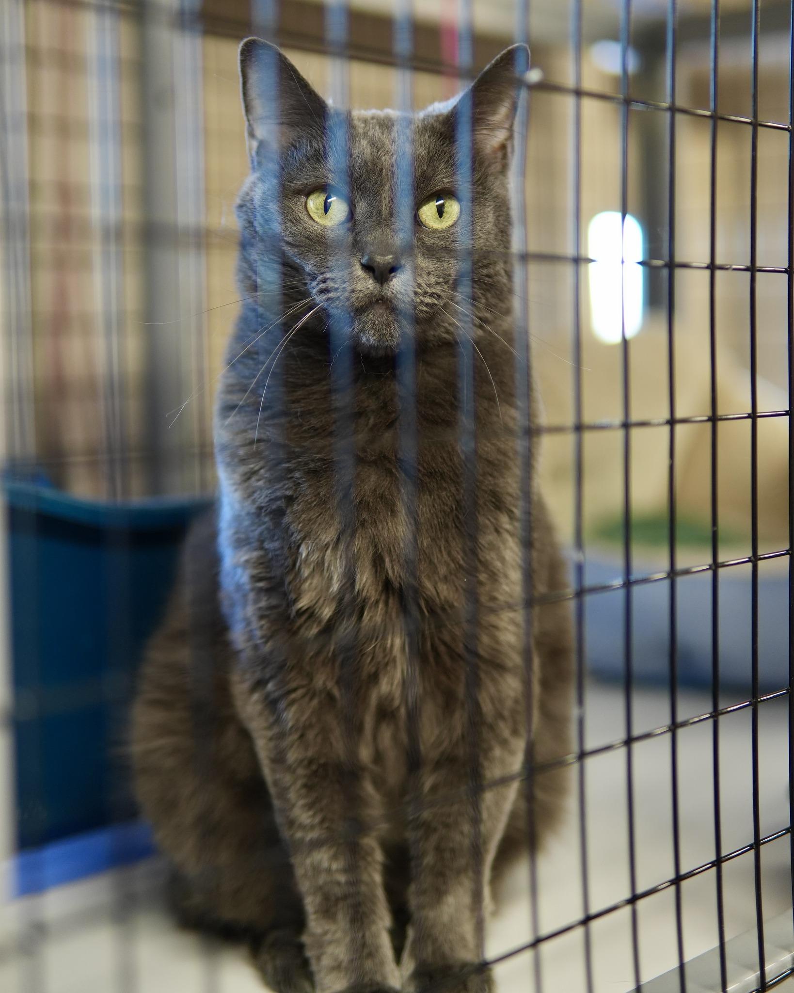Cat for adoption - Smoke, a Domestic Short Hair in Davenport, IA ...