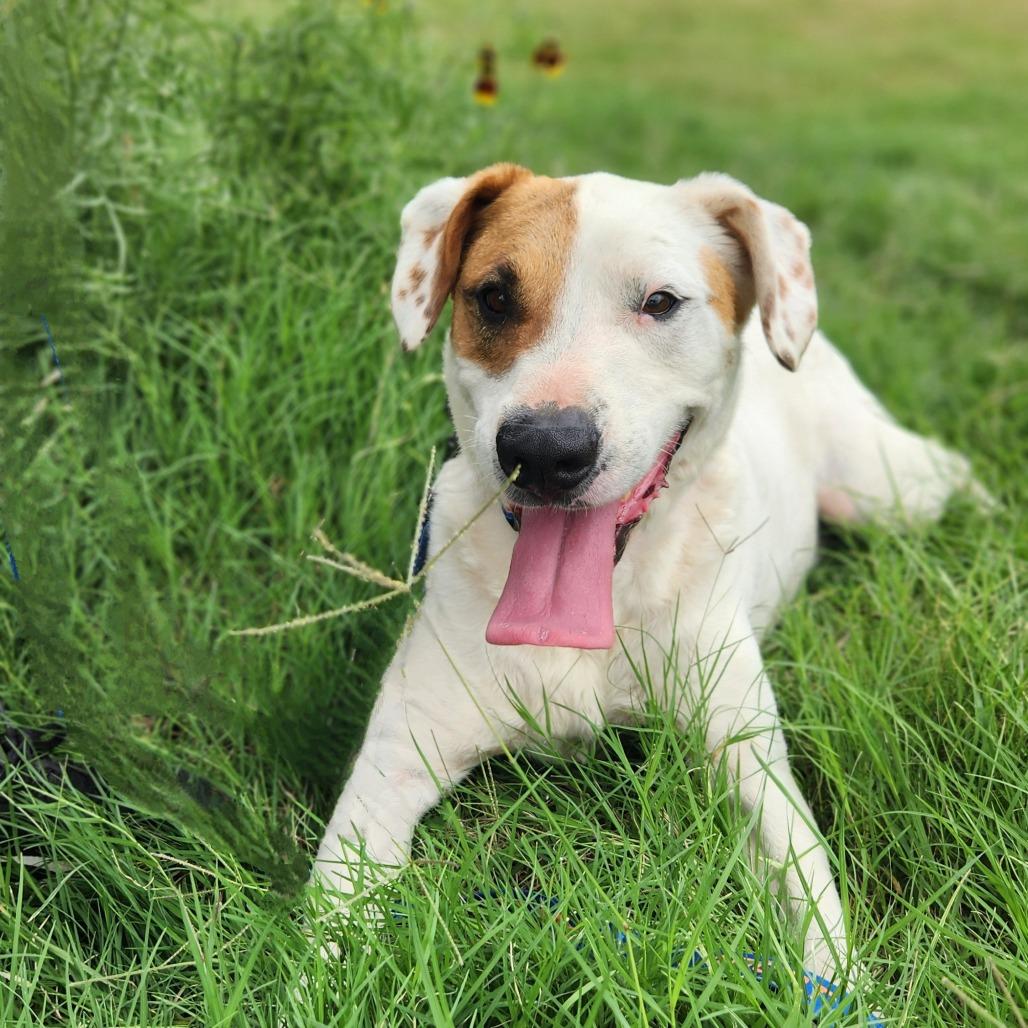 Dog for adoption - Wishbone JuM, a Terrier Mix in Kirkland, WA | Petfinder