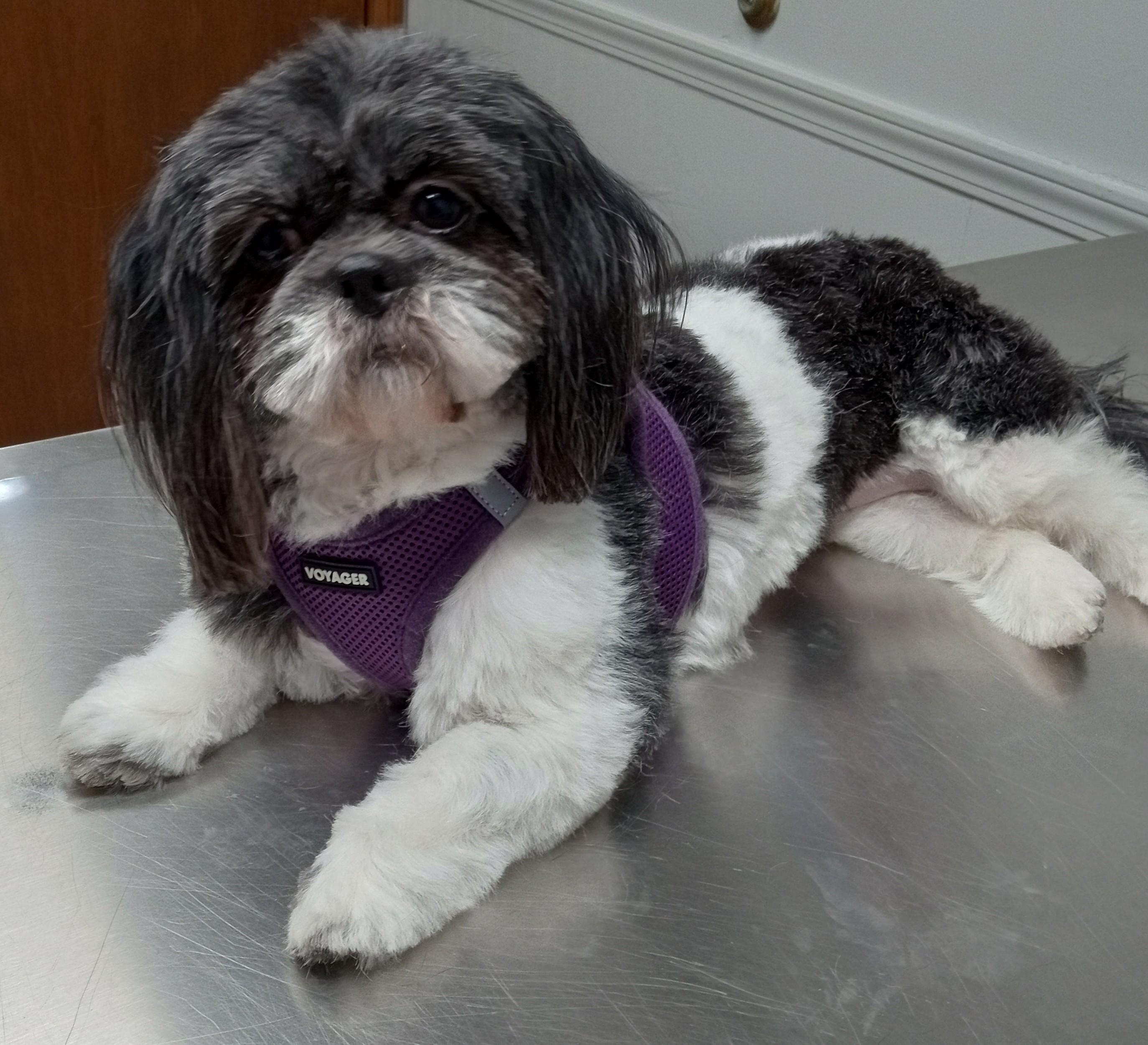 Coco the Homebody - Adoptable Pet | Petfinder | Petfinder