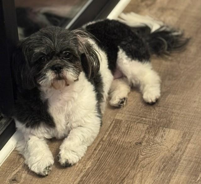 Coco the Homebody - Adoptable Pet | Petfinder | Petfinder