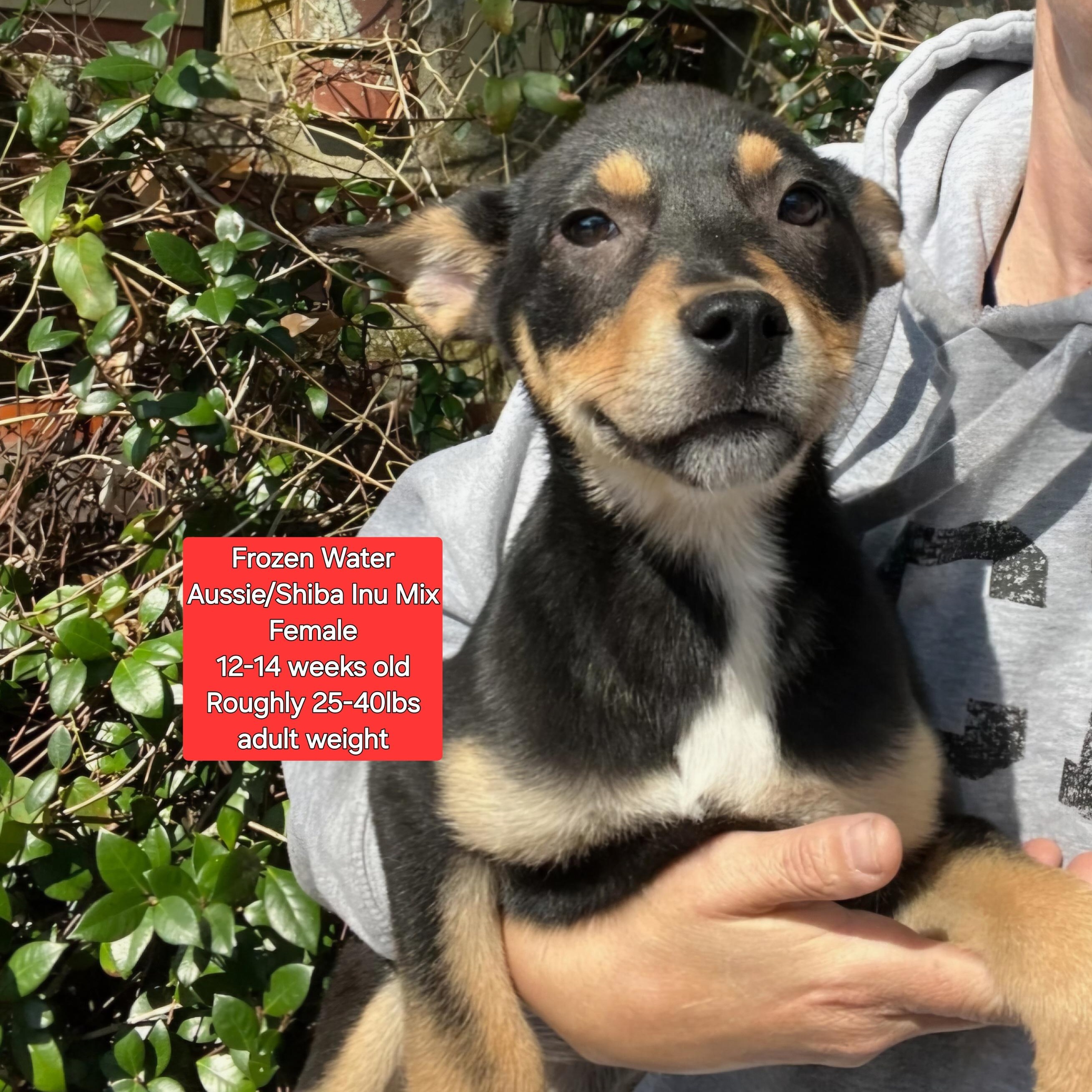 Dog for adoption - Frozen Water, an Australian Shepherd & Shiba Inu Mix ...