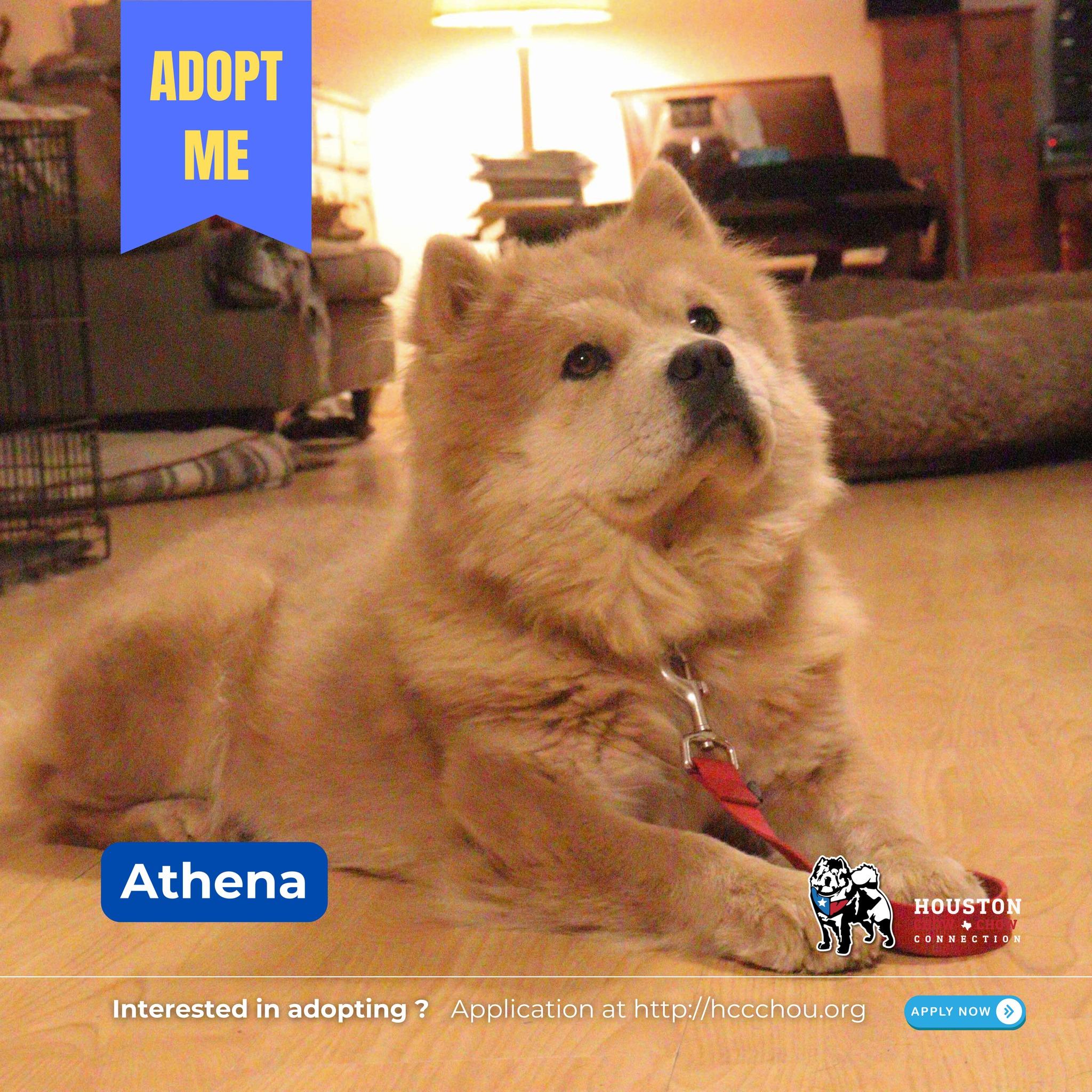 Dog for adoption - Athena, a Chow Chow in Forest Grove, OR | Petfinder