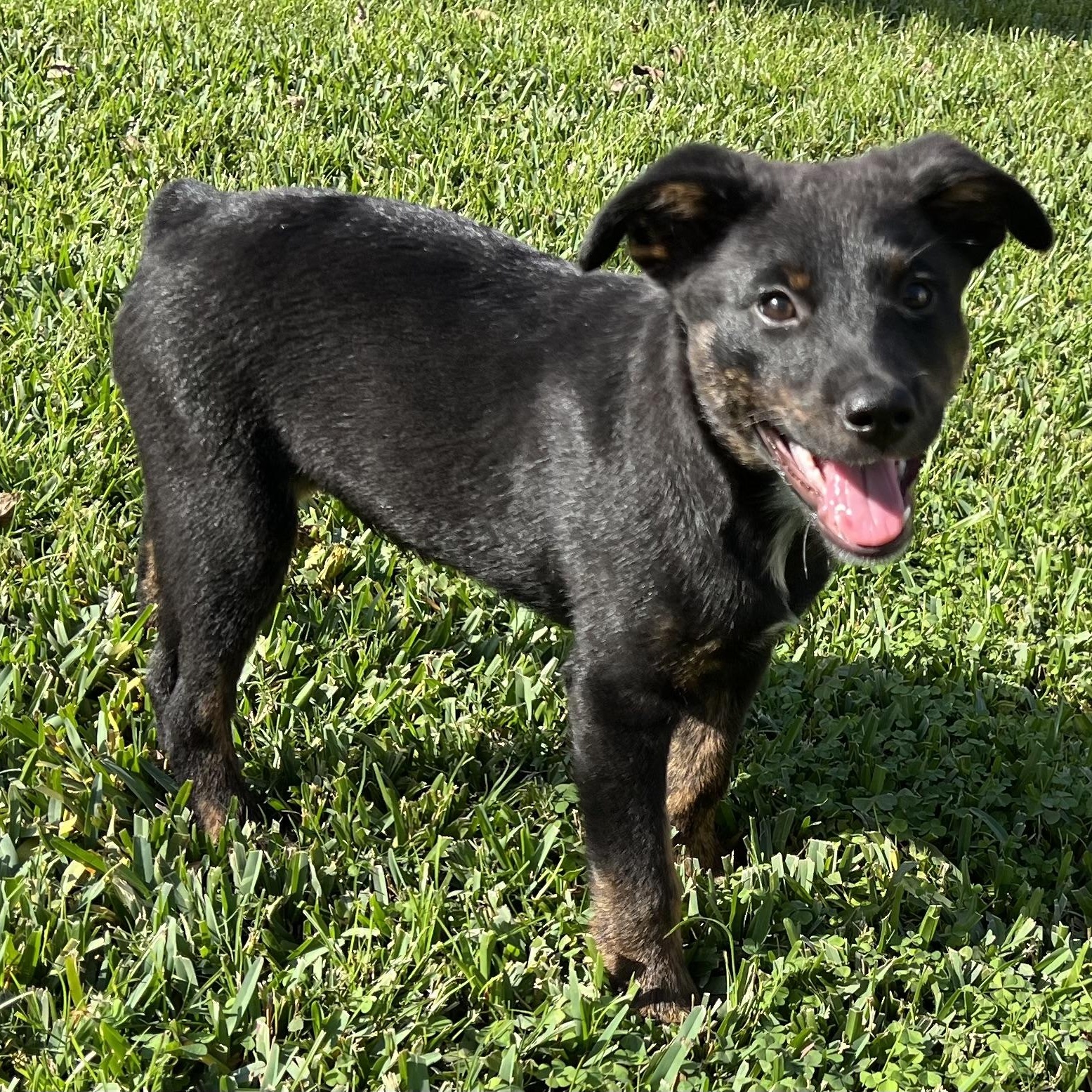 Dog for adoption - Bob Tail Bear, an Australian Shepherd & Labrador ...