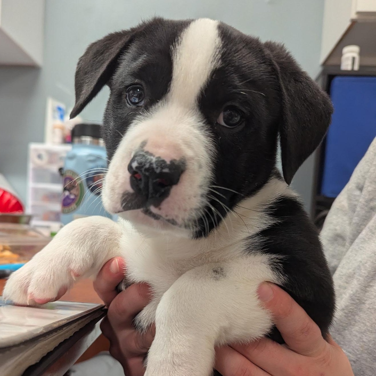 Chowder - Adoptable Pet | Petfinder | Petfinder