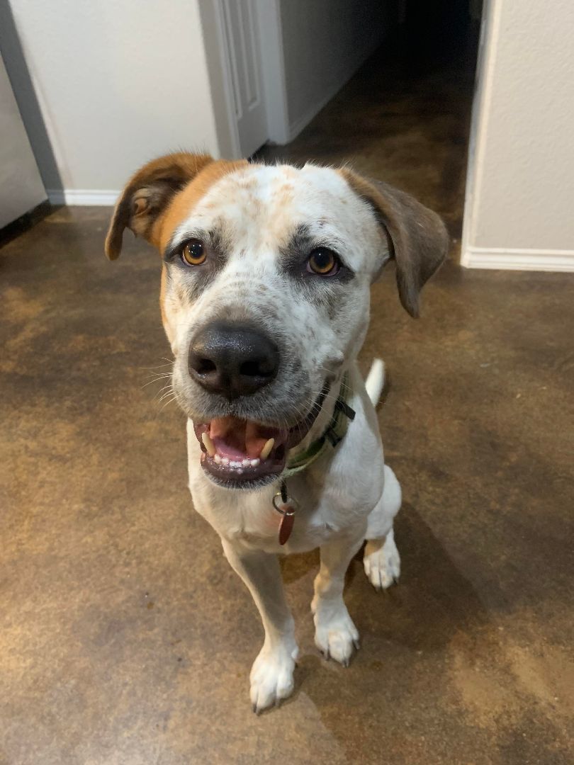 Dog for adoption - Aflie, a Retriever & Terrier Mix in Heyburn, ID ...