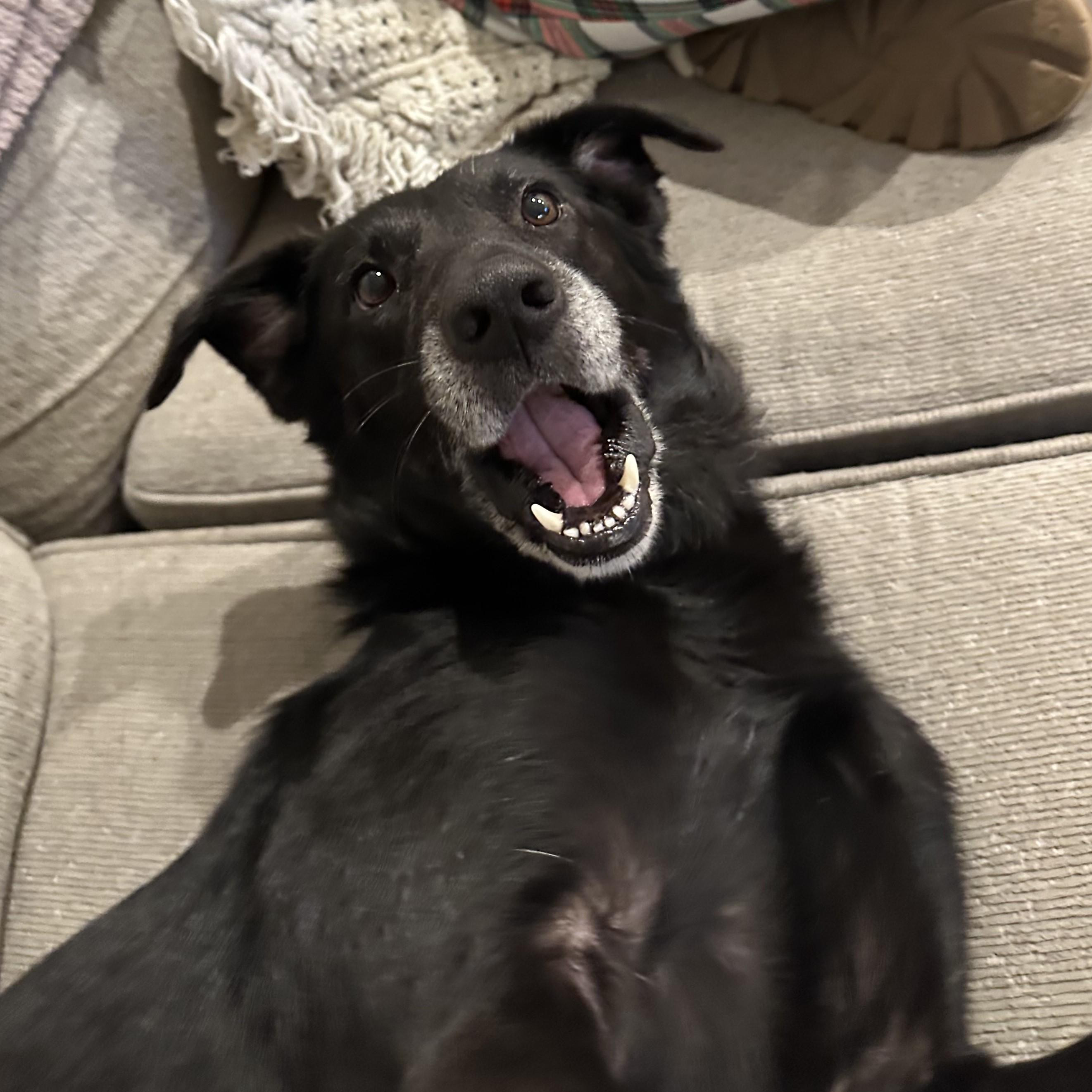 Dog for adoption - Topher, a Labrador Retriever in Frederick , MD ...