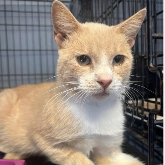 Cat for adoption - Jacko, a Domestic Short Hair in Jamaica Plain, MA ...