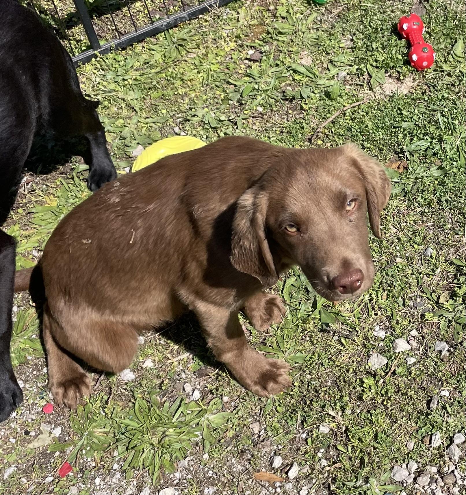 Dog for adoption - George, a Labrador Retriever Mix in Mobile, AL ...