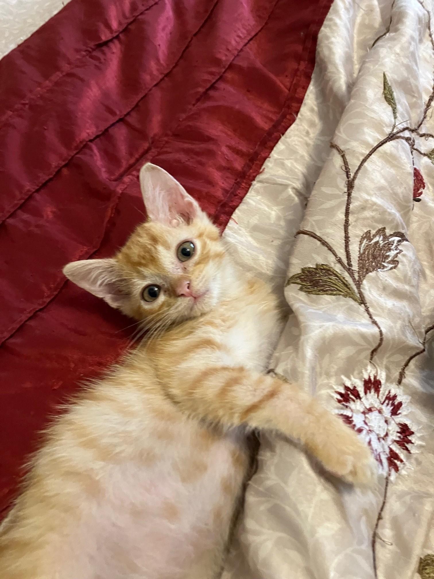 Cat for adoption - Sully, a Domestic Short Hair in Easley, SC | Petfinder