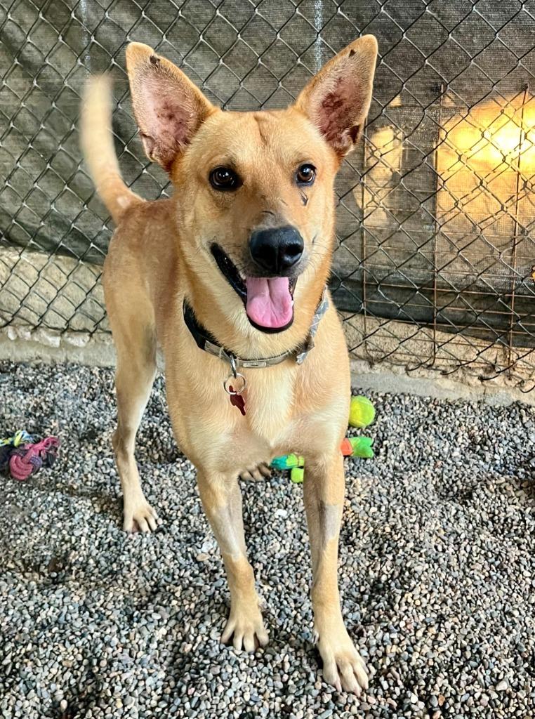 Dog for adoption - Ray, a Mixed Breed in Kelowna, BC | Petfinder