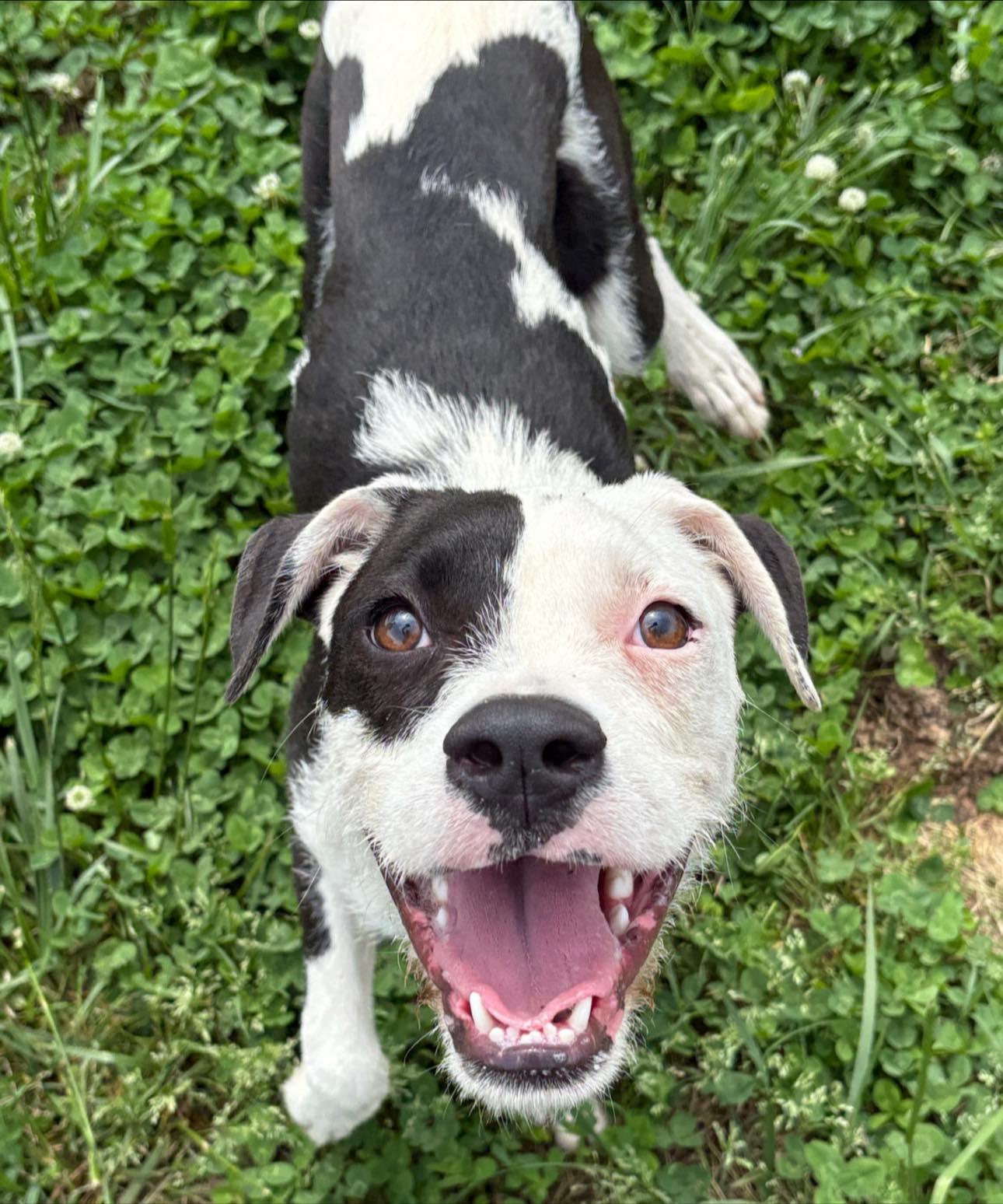Dog for adoption - Oscar, a Boxer & Schnauzer Mix in Fairfax, VA ...