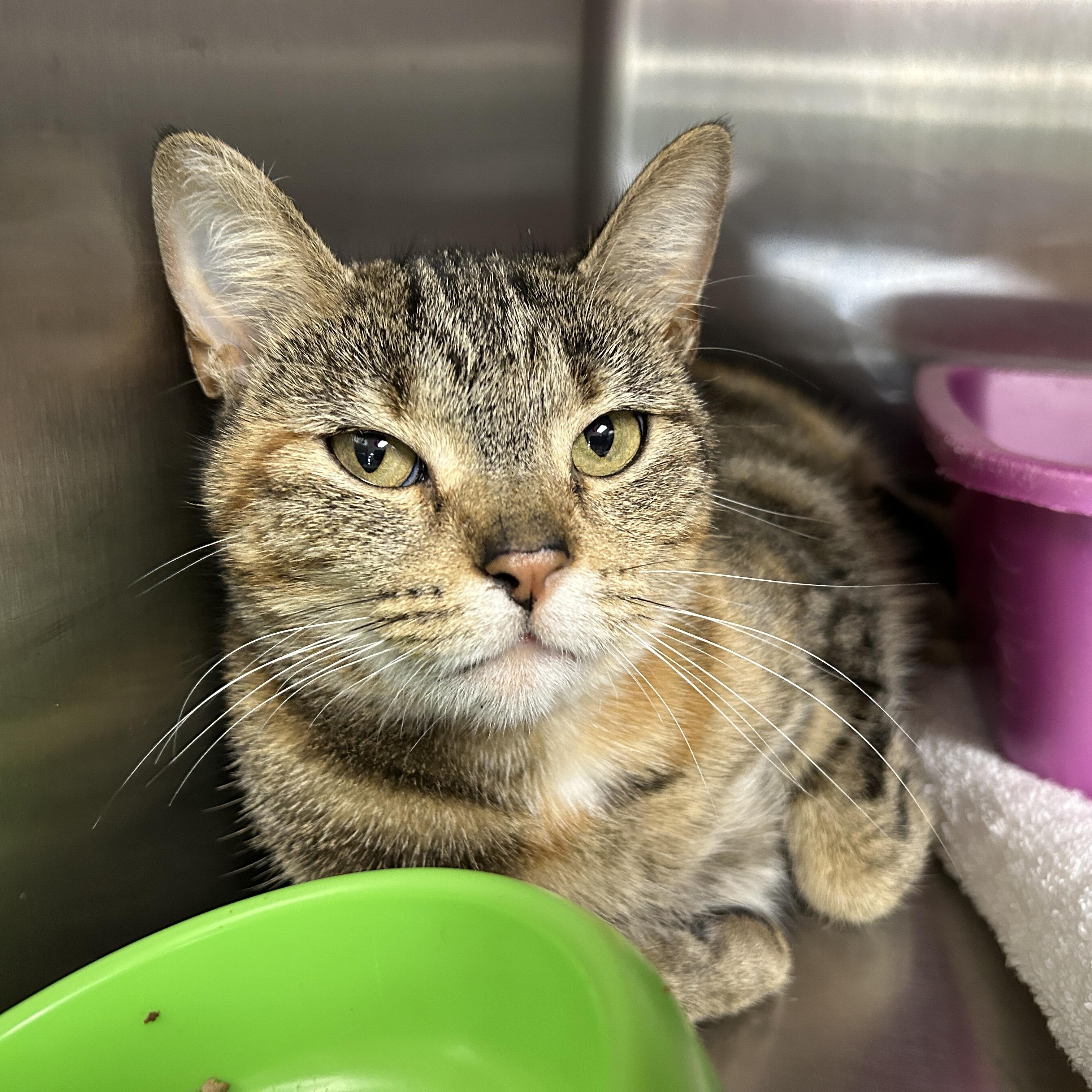 Cat for adoption - Ginny, a Torbie in La Grange Park, IL | Petfinder