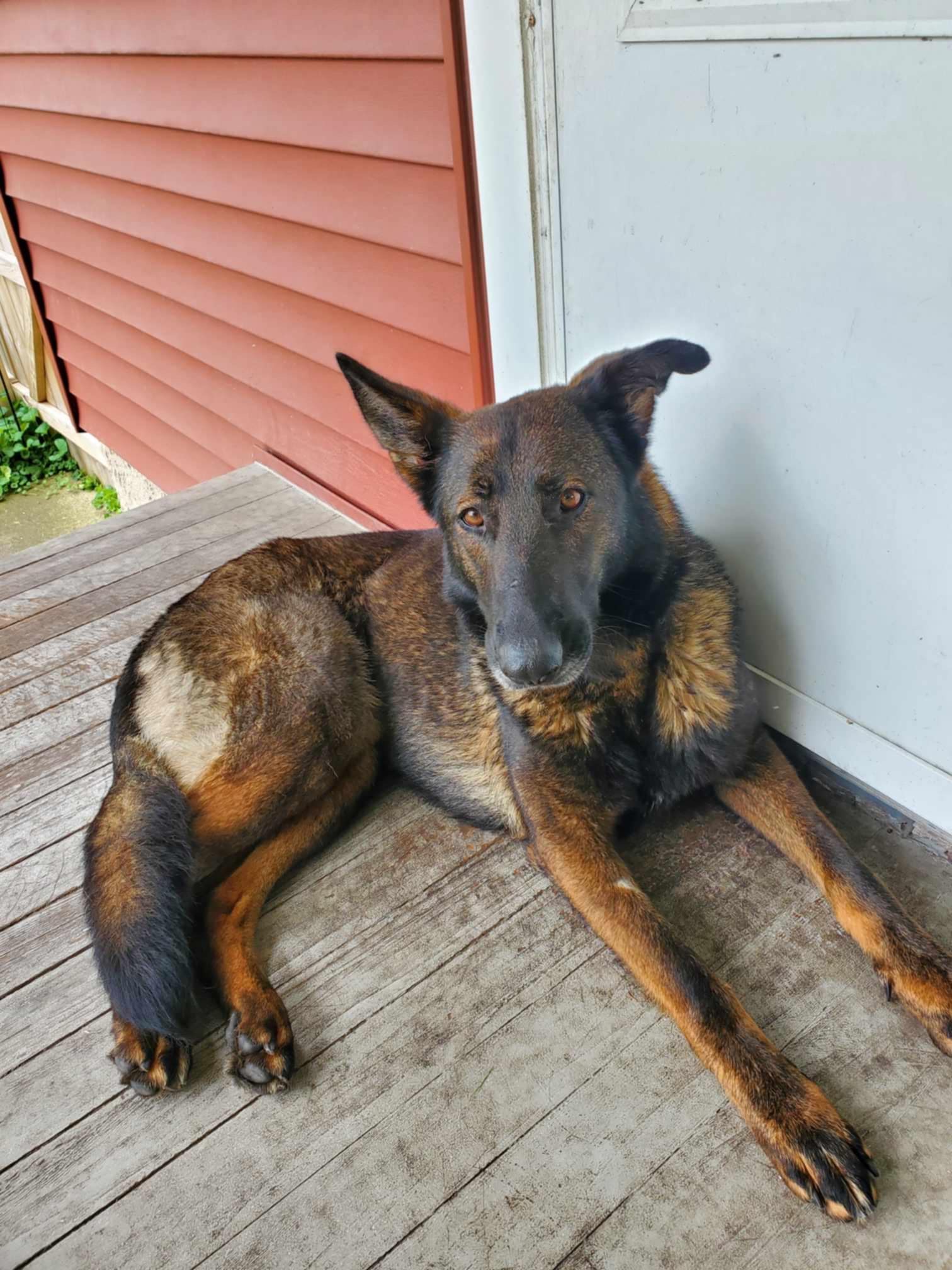 Available Dogs | German Shepherd Rescue, Inc.