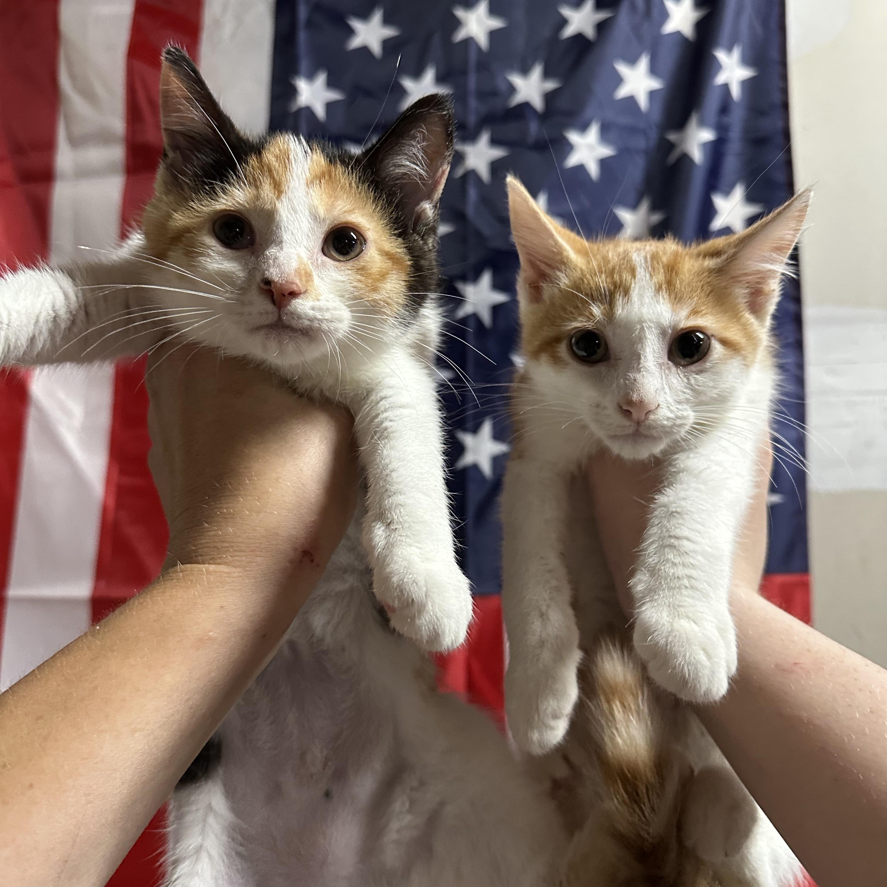 Cat for adoption - JACK & JILL, a Domestic Short Hair in Bangor, ME ...