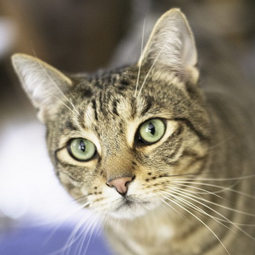 Cat for adoption - ZEUS, a Domestic Short Hair in Sequim, WA | Petfinder