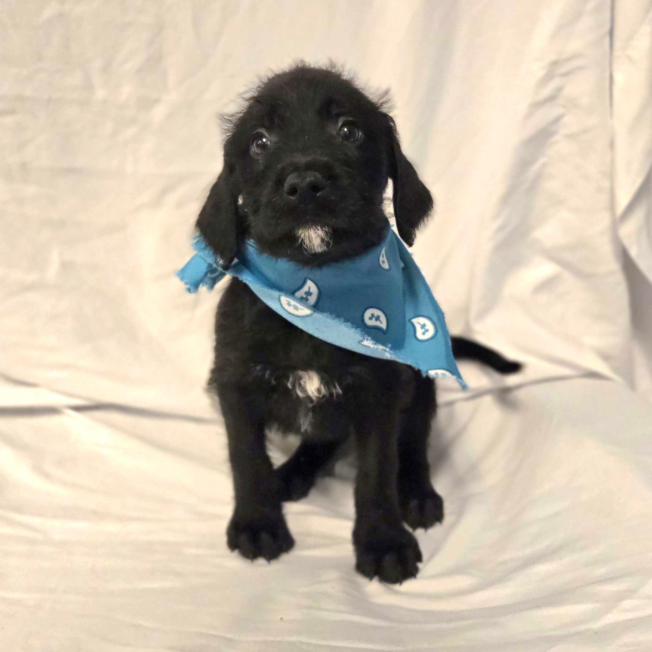 Dog for adoption - Cannoli, a Mixed Breed in Canal Winchester, OH ...