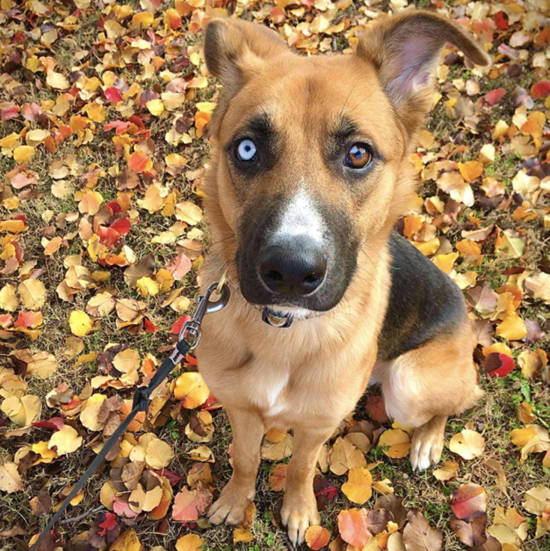 Dog for adoption - Astra, a German Shepherd Dog Mix in Boston, MA ...