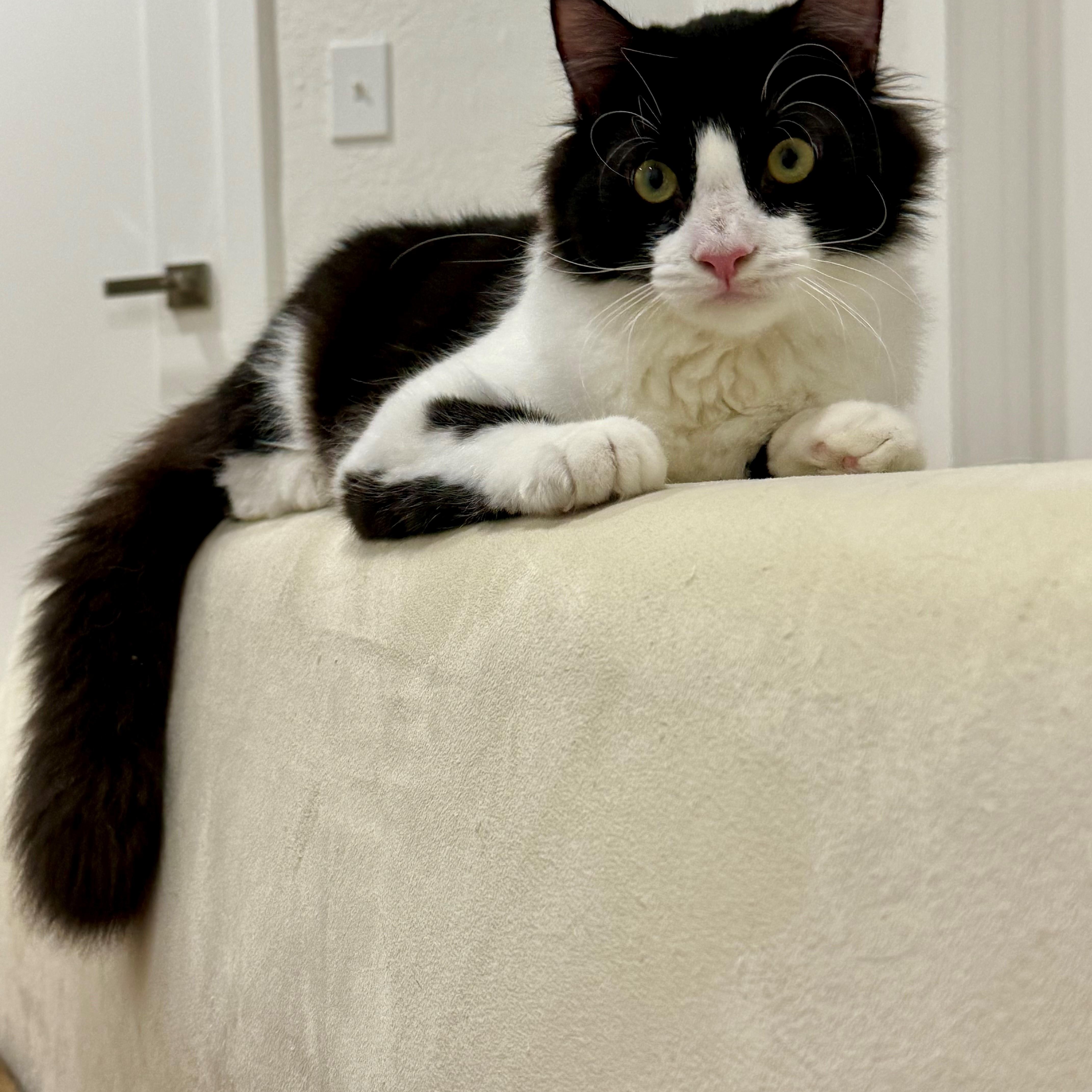 Casper - Adoptable Pet | Petfinder | Petfinder