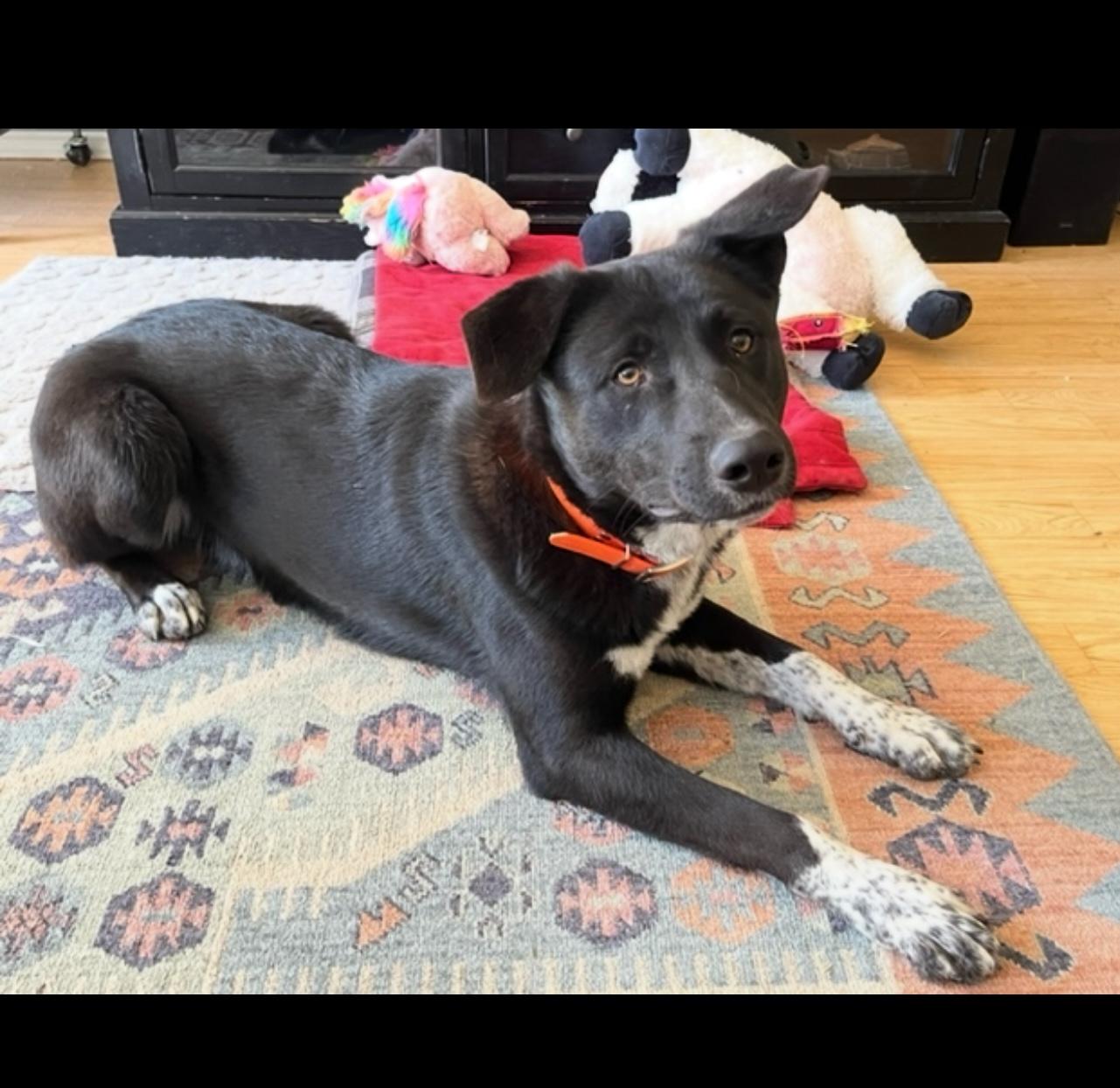 Dog for adoption - Cuddles, a Border Collie in Green River, UT | Petfinder