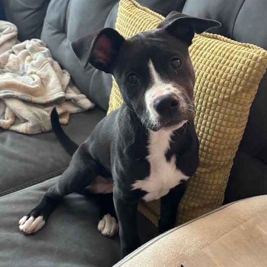 Dog for adoption - Indigo, a Boxer & Labrador Retriever Mix in Kansas ...