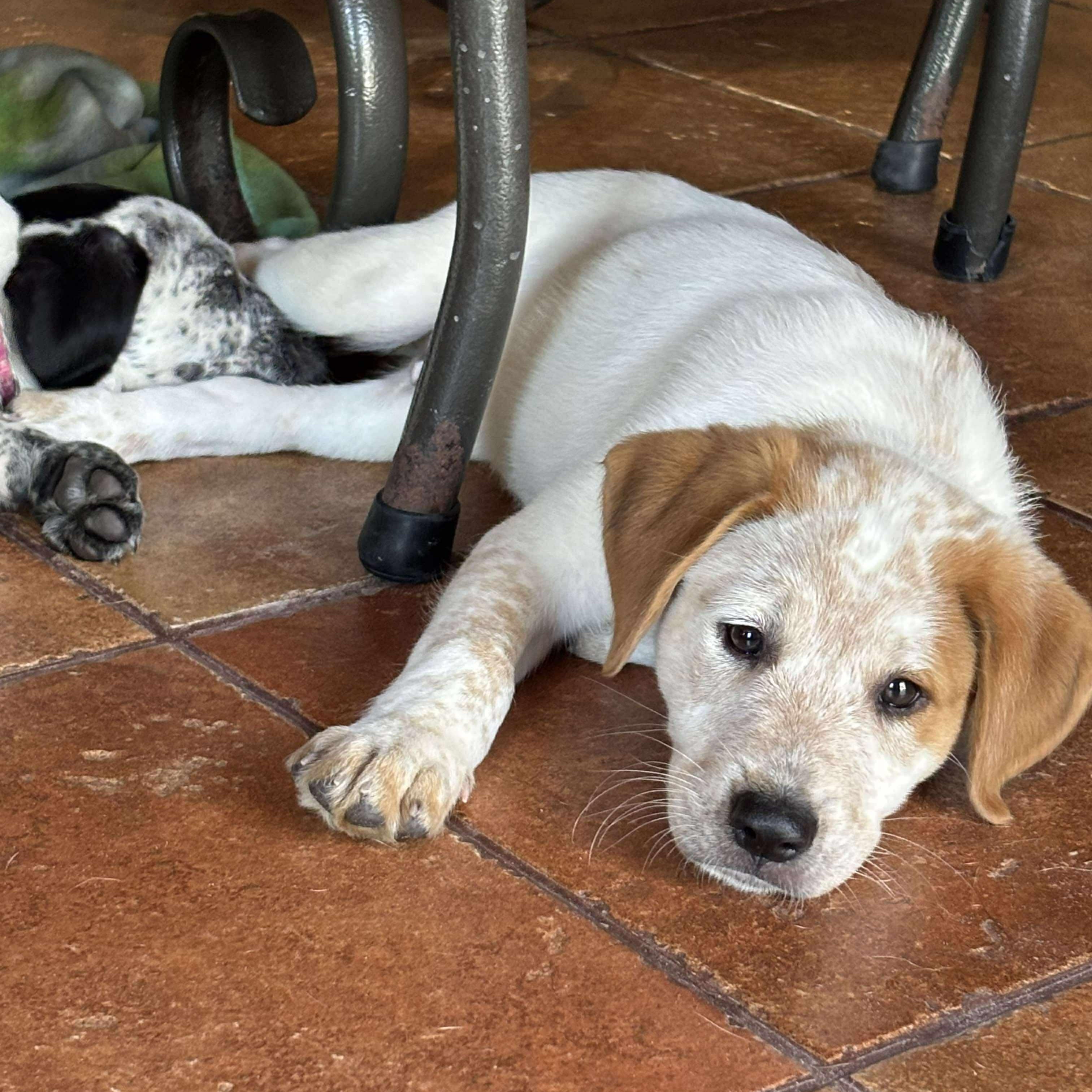 Dog for adoption - Duncan, a German Shorthaired Pointer & Terrier Mix ...