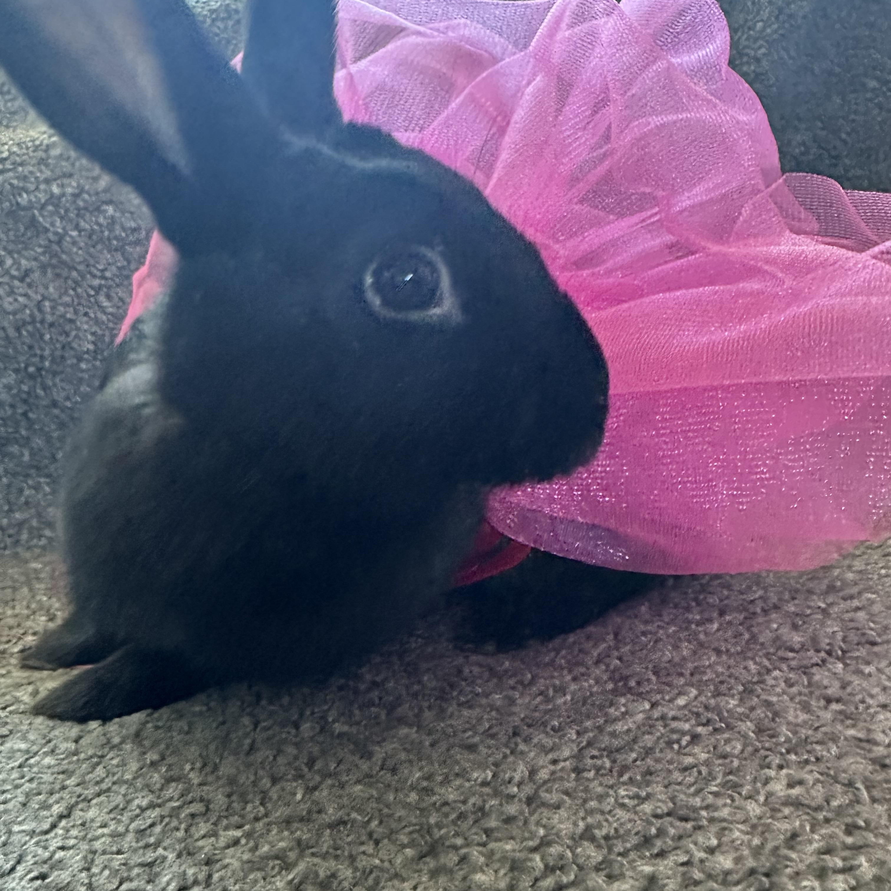 Rabbit for adoption - Lisa, a Havana Mix in Brick, NJ | Petfinder