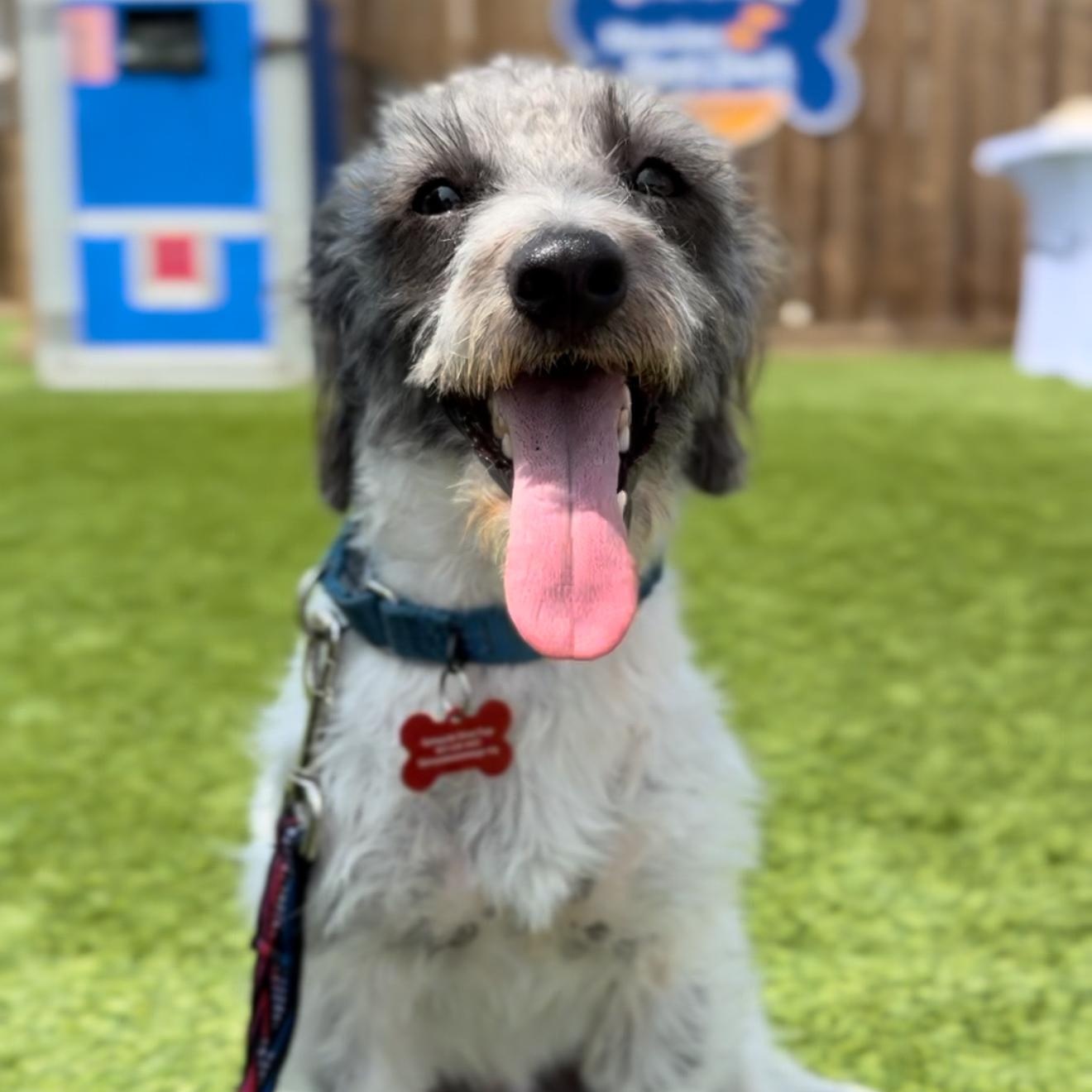 Dog for adoption - Rascal, a Terrier Mix in East Hartford, CT | Petfinder