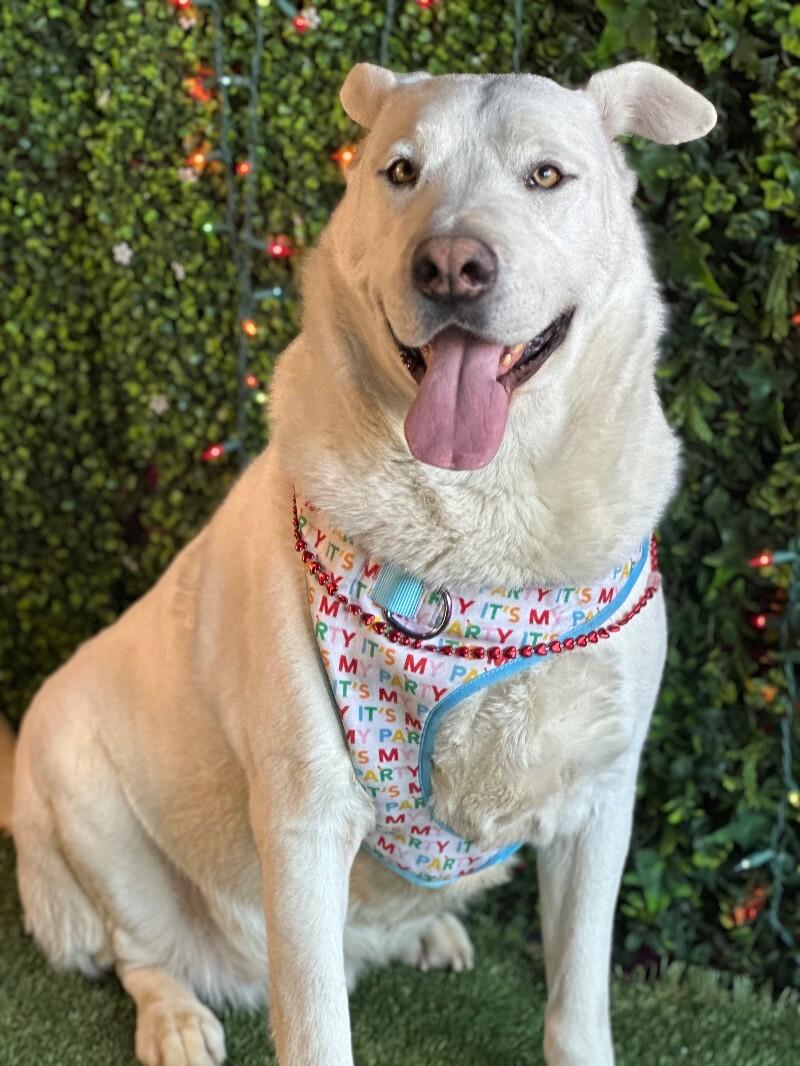 Dog for adoption - Zach, a White German Shepherd & Jindo Mix in North ...