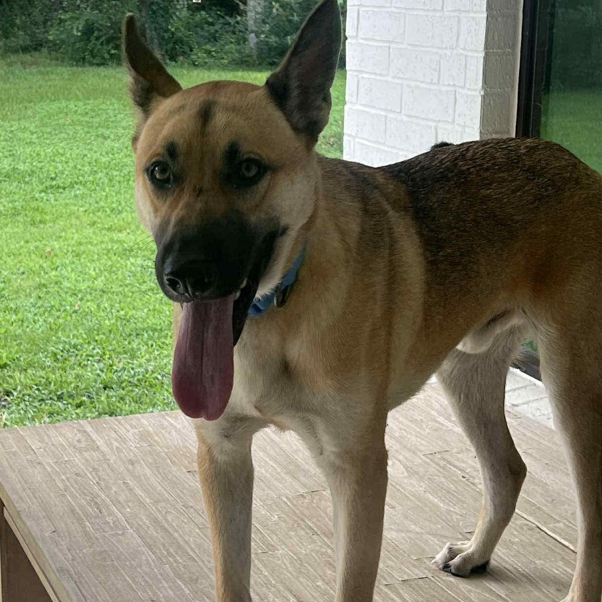 Dog for adoption - Apollo, a German Shepherd Dog in Roseville, MN ...