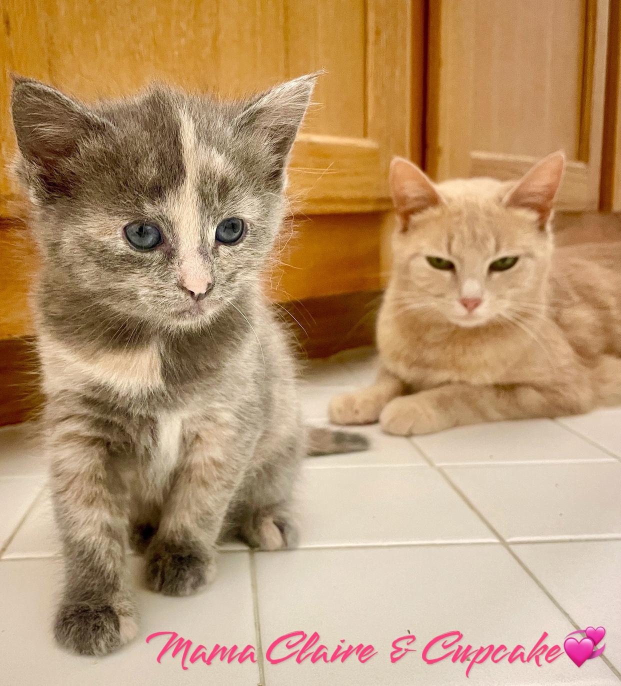 Cat for adoption - Kitten Cupcake, a Domestic Medium Hair in Woodbridge ...