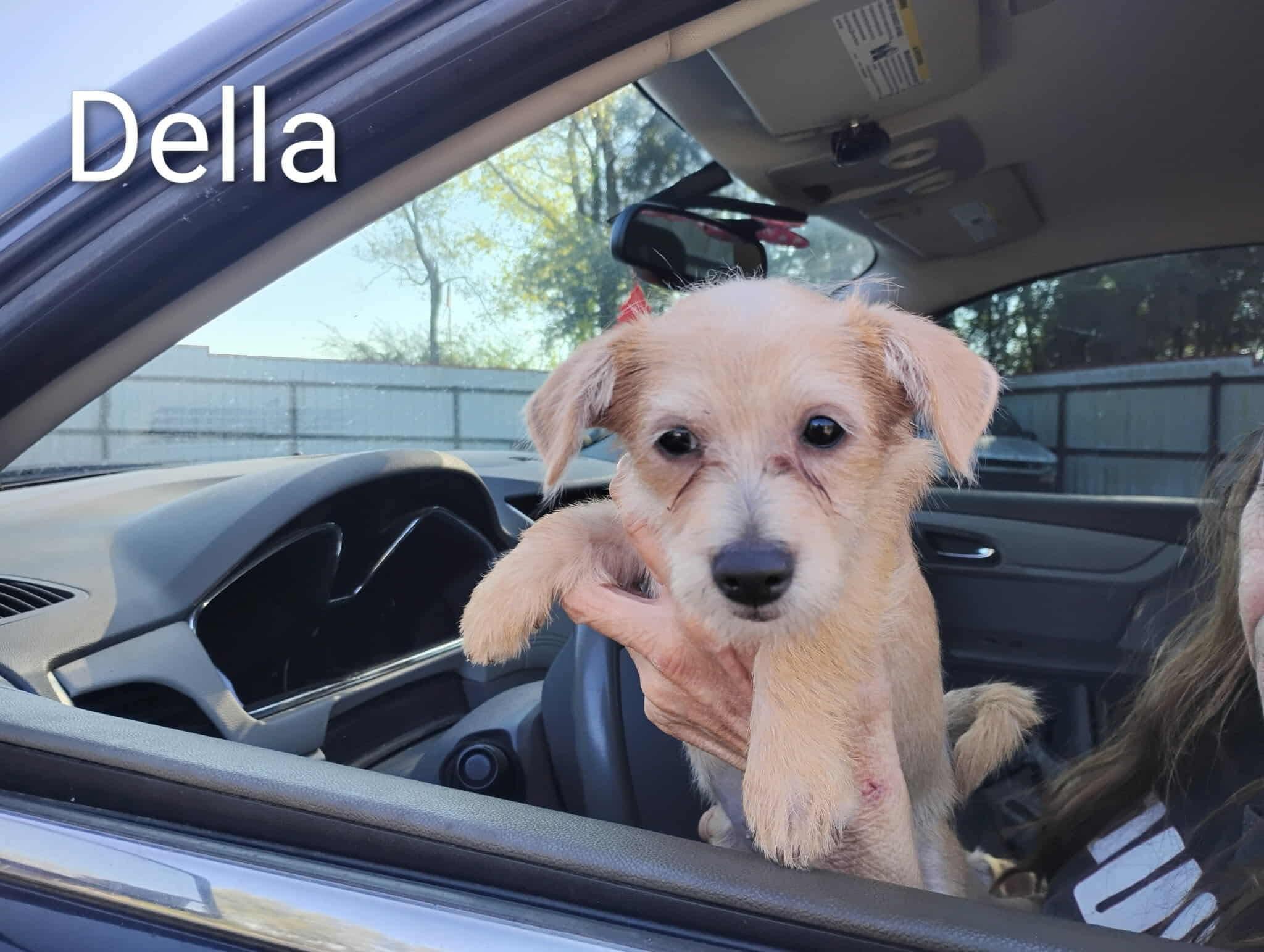 Dog for adoption - DELLA, a Norfolk Terrier Mix in Monroe Township, NJ ...