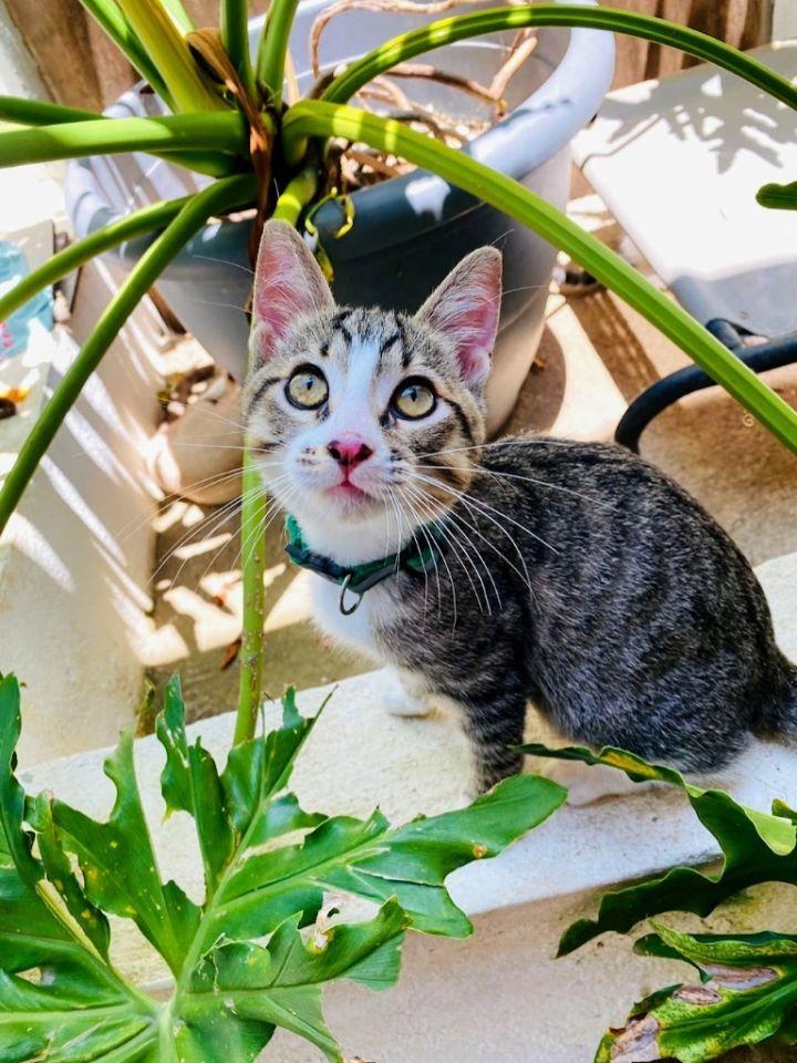Cat for adoption - Happy, a Domestic Short Hair Mix in Los Angeles, CA ...
