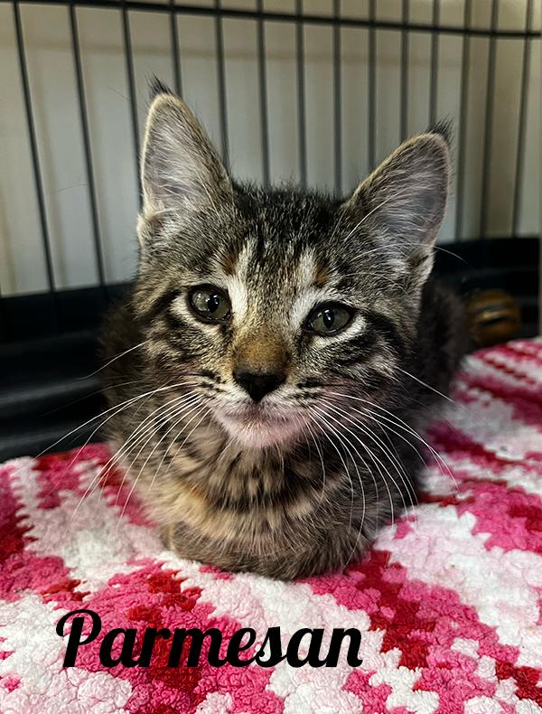 Cat for adoption - Parmesan, a Domestic Medium Hair in Manistee, MI ...