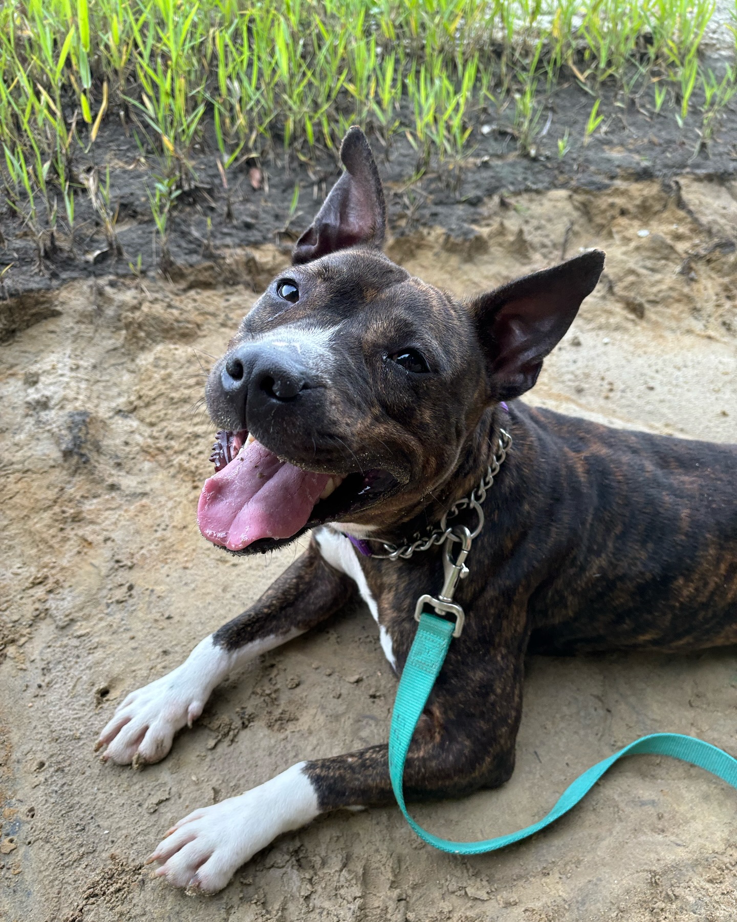 Dog for adoption - Rory, a Pit Bull Terrier Mix in Ayden, NC | Petfinder