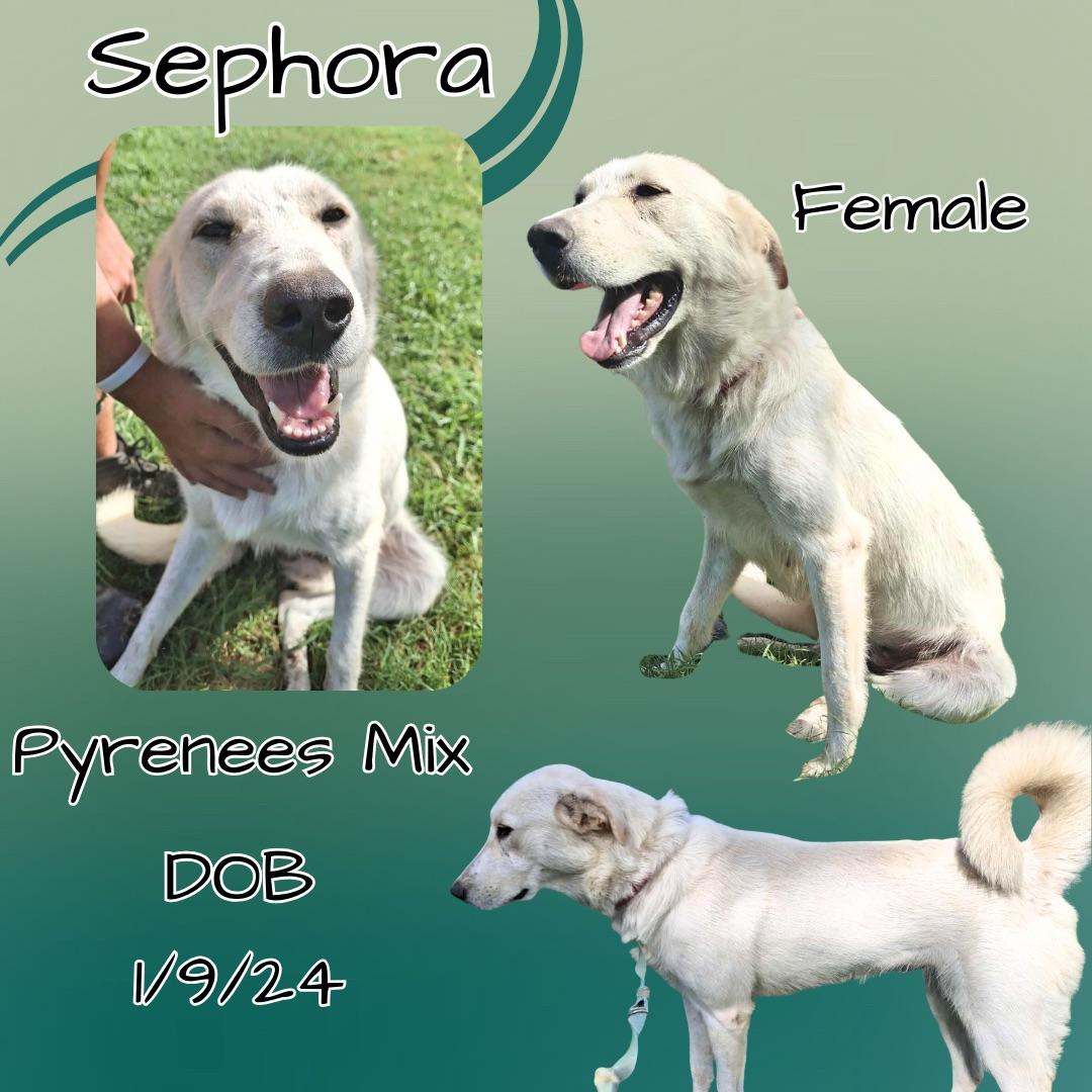 Dog for adoption - Sephora, a Great Pyrenees Mix in Portland, OR ...