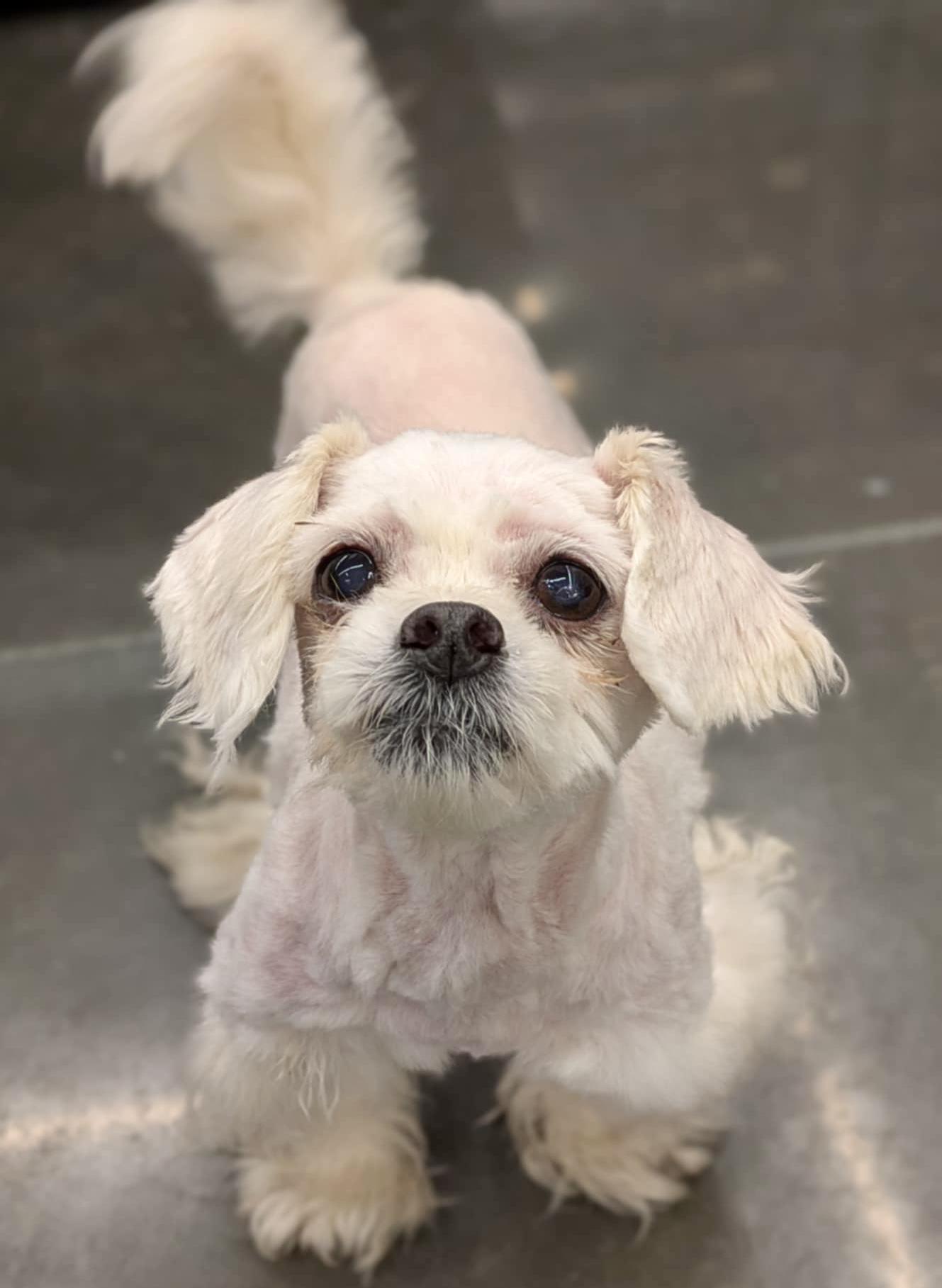 Dog for adoption - Mopsy, a Maltese in Ladson, SC | Petfinder