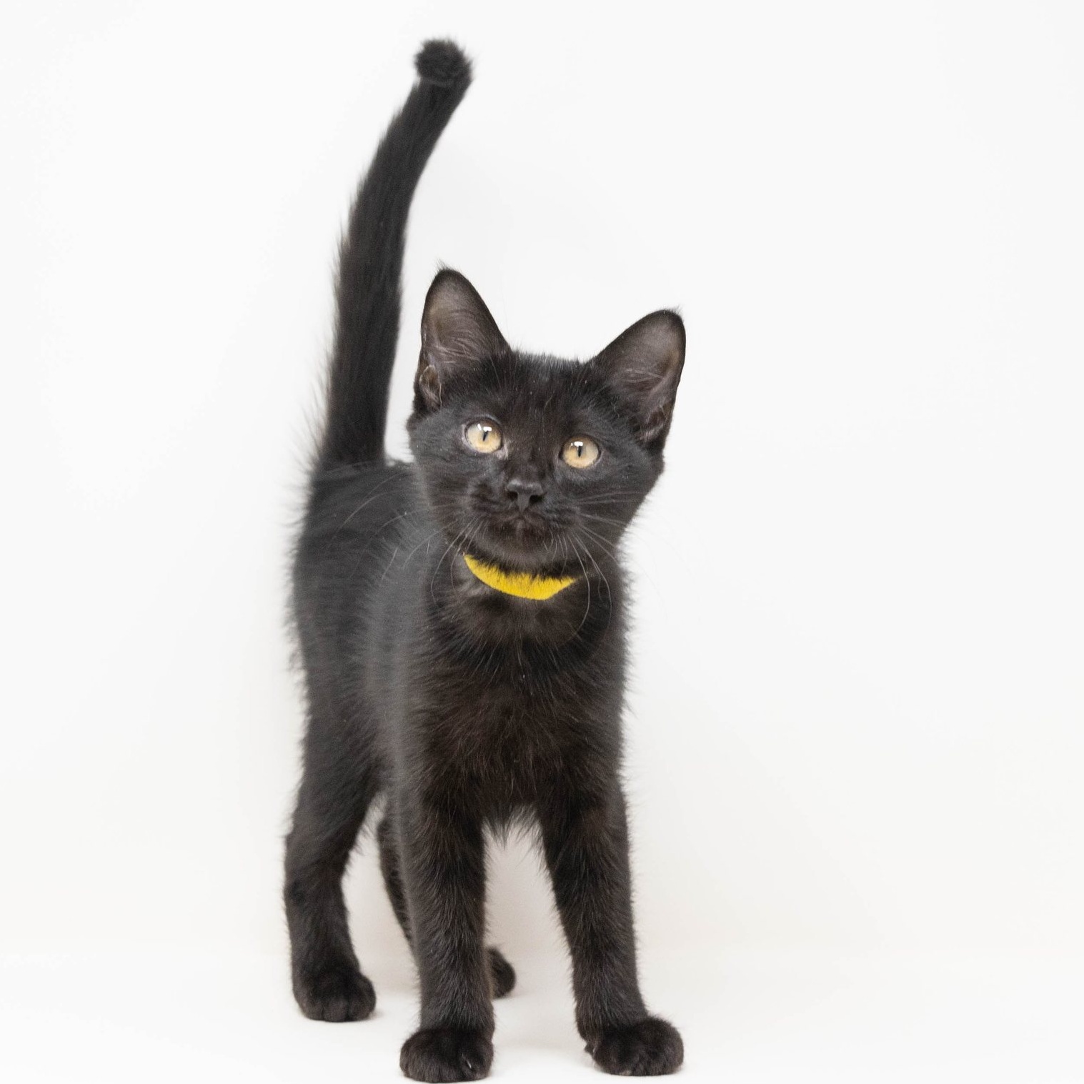 Cat for adoption - Cocoa, a Domestic Short Hair in Haslet, TX | Petfinder