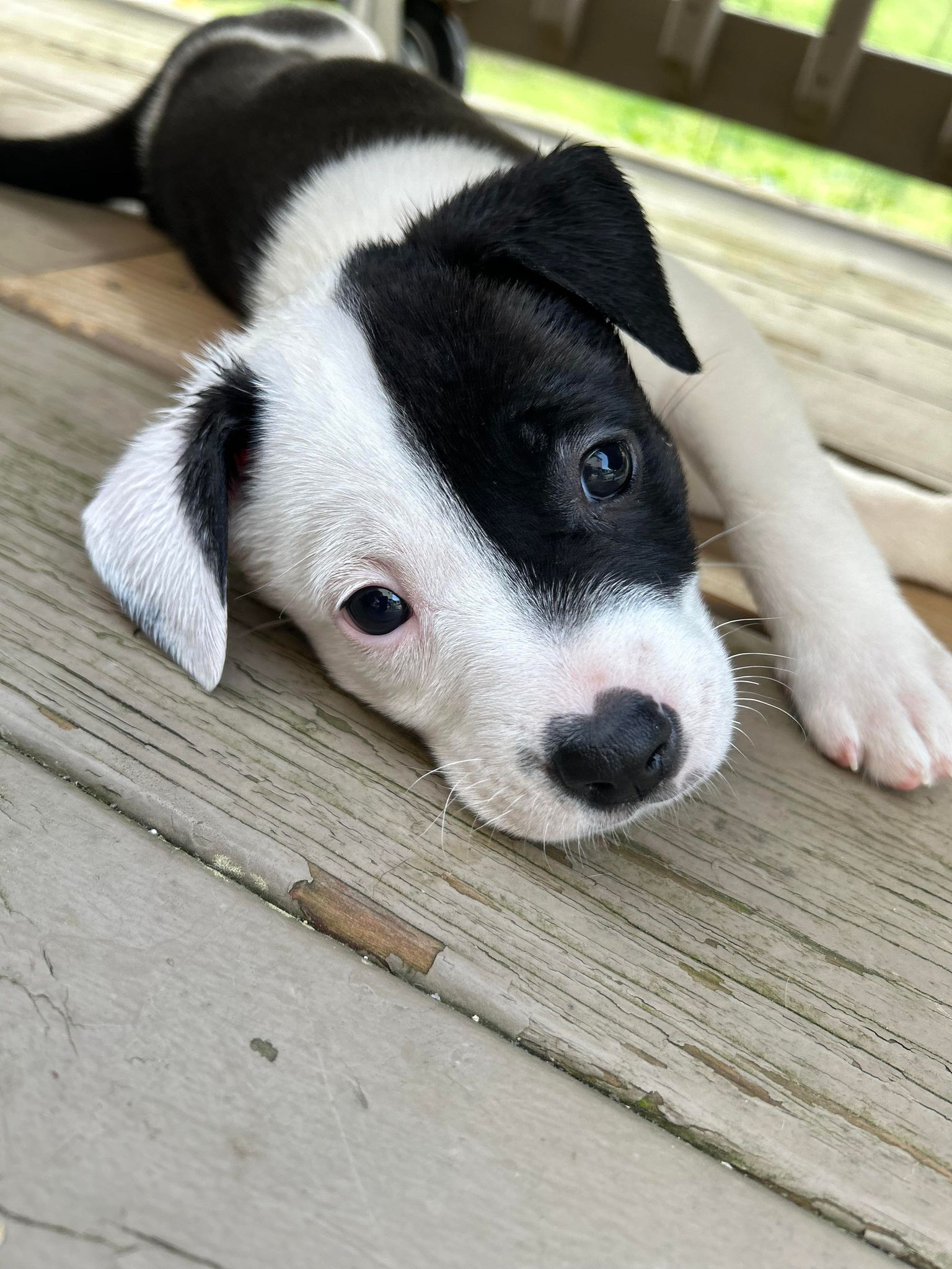 Dog for adoption - Leena, a Great Pyrenees & Pit Bull Terrier Mix in Elkridge, MD | Petfinder