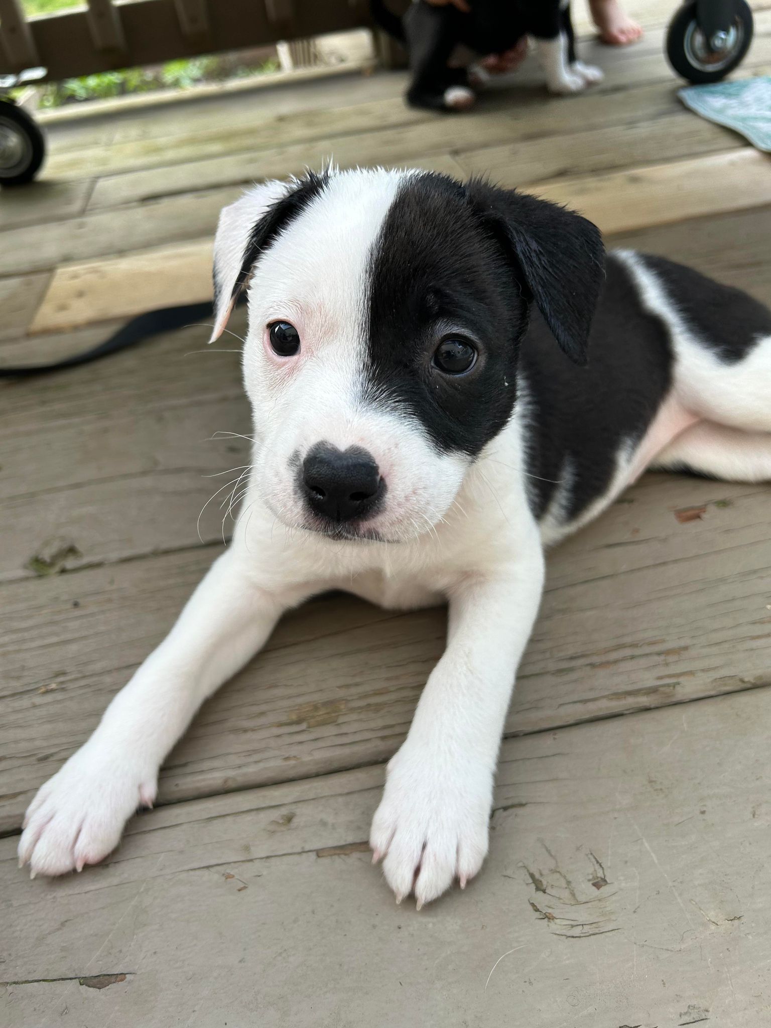 Dog for adoption - Leena, a Great Pyrenees & Pit Bull Terrier Mix in Elkridge, MD | Petfinder