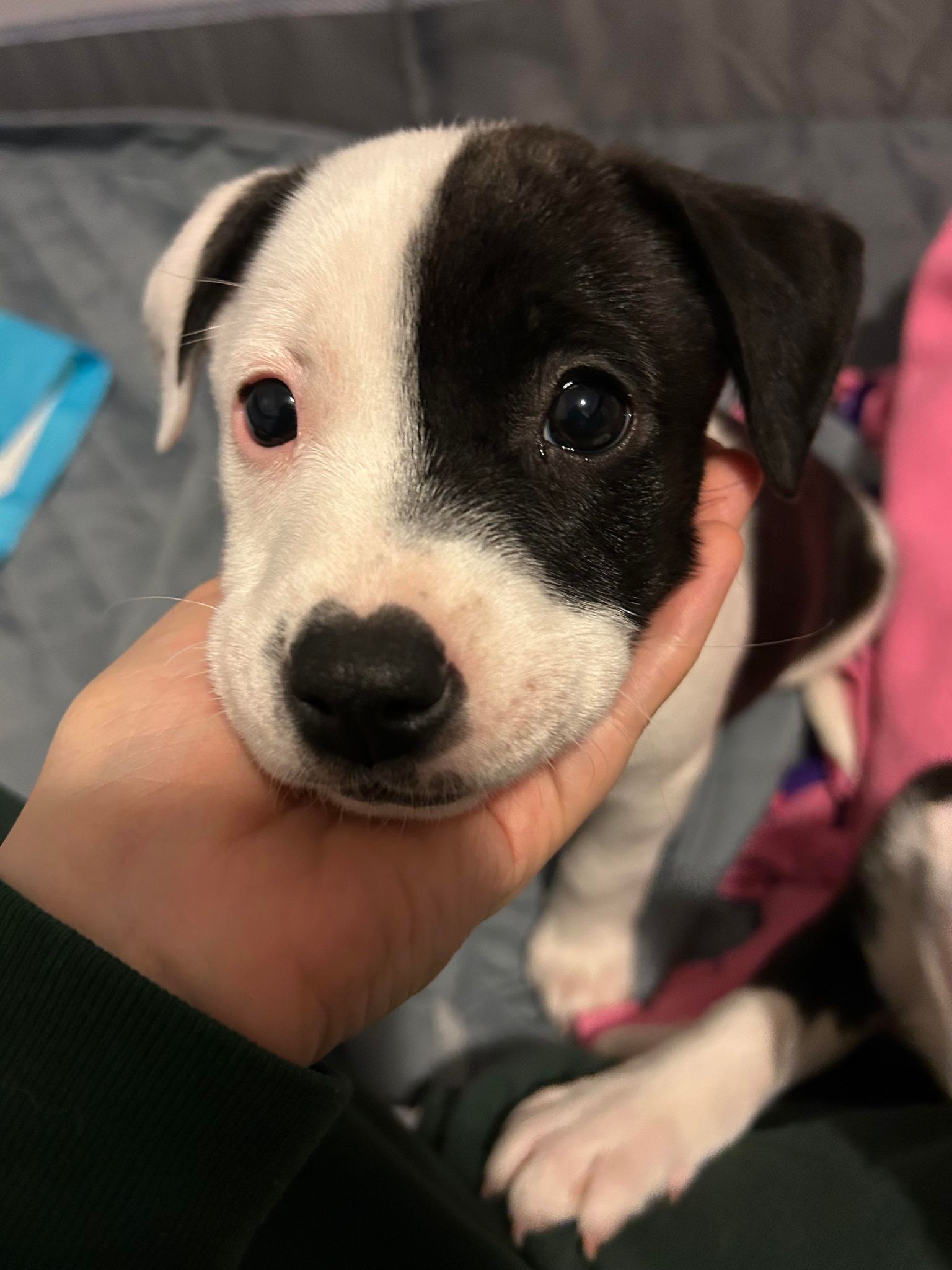 Dog for adoption - Leena, a Great Pyrenees & Pit Bull Terrier Mix in ...