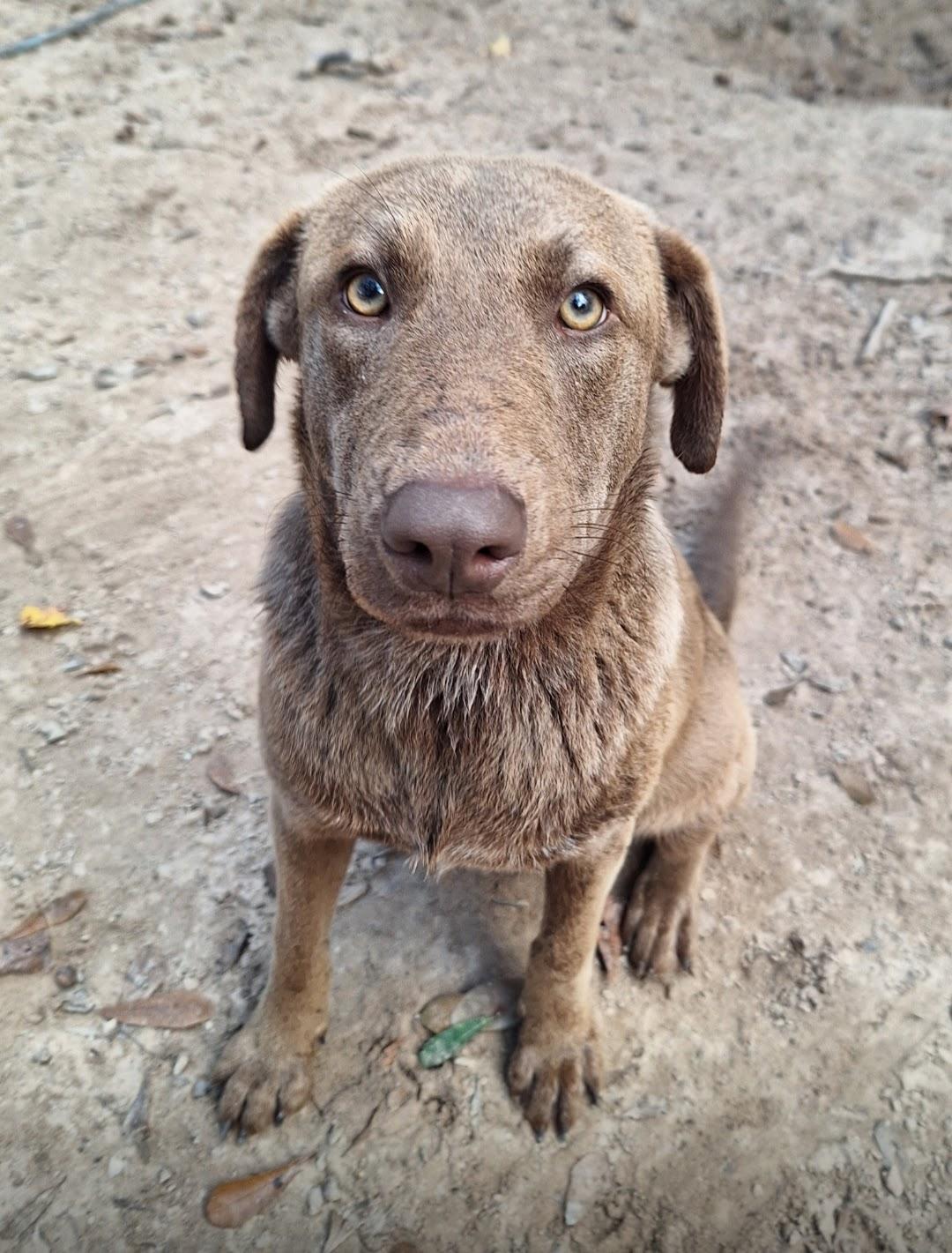 Dog for adoption - Reba, a Chesapeake Bay Retriever Mix in Magnolia, TX ...