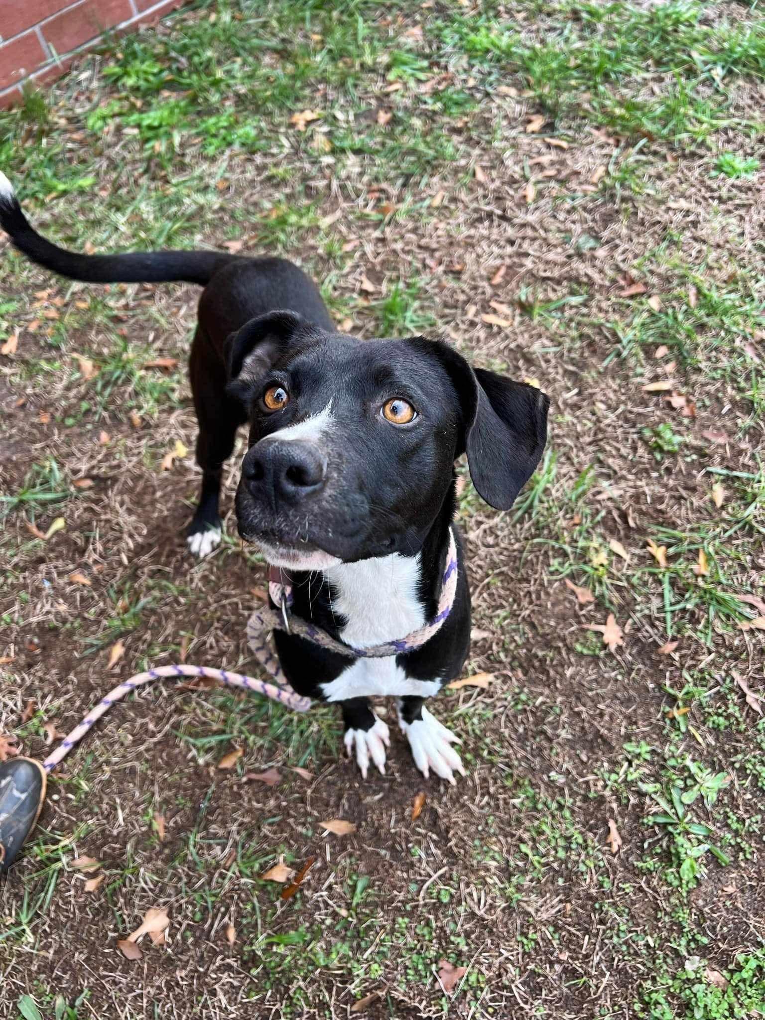 Dog for adoption - Sulu, a Labrador Retriever Mix in Farmington, CT ...
