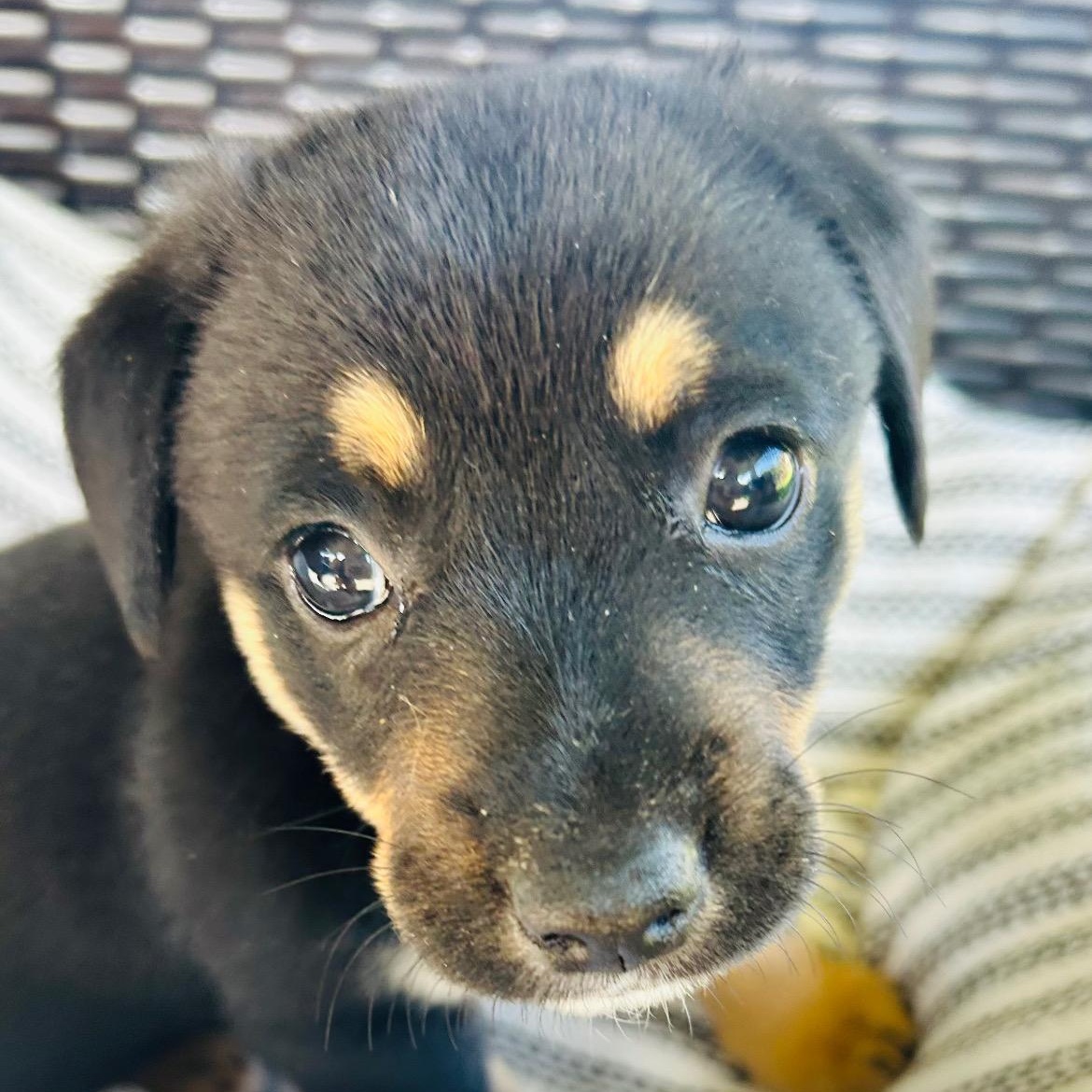 Dog for adoption - Bolillo (Pan Dulce litter), a Chihuahua Mix in San ...