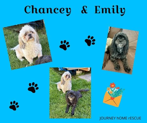 Dog for adoption - Chancy, a Shih Tzu in East Wenatchee, WA | Petfinder