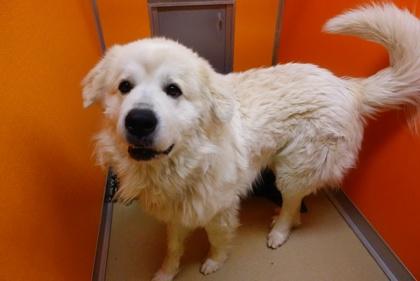 Dog for adoption - Sampson, a Great Pyrenees in Rochester, MN | Petfinder